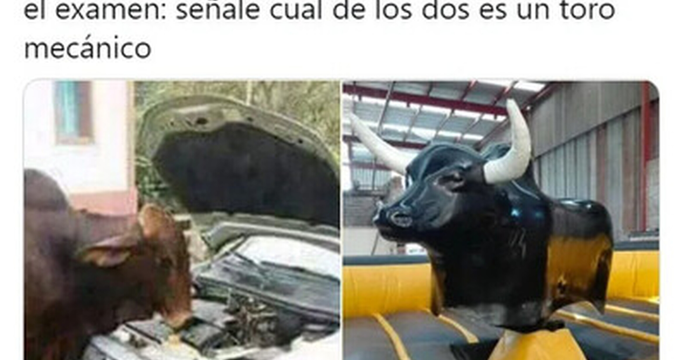 Meme Examen Toro Mecanico - Memes Divertidos