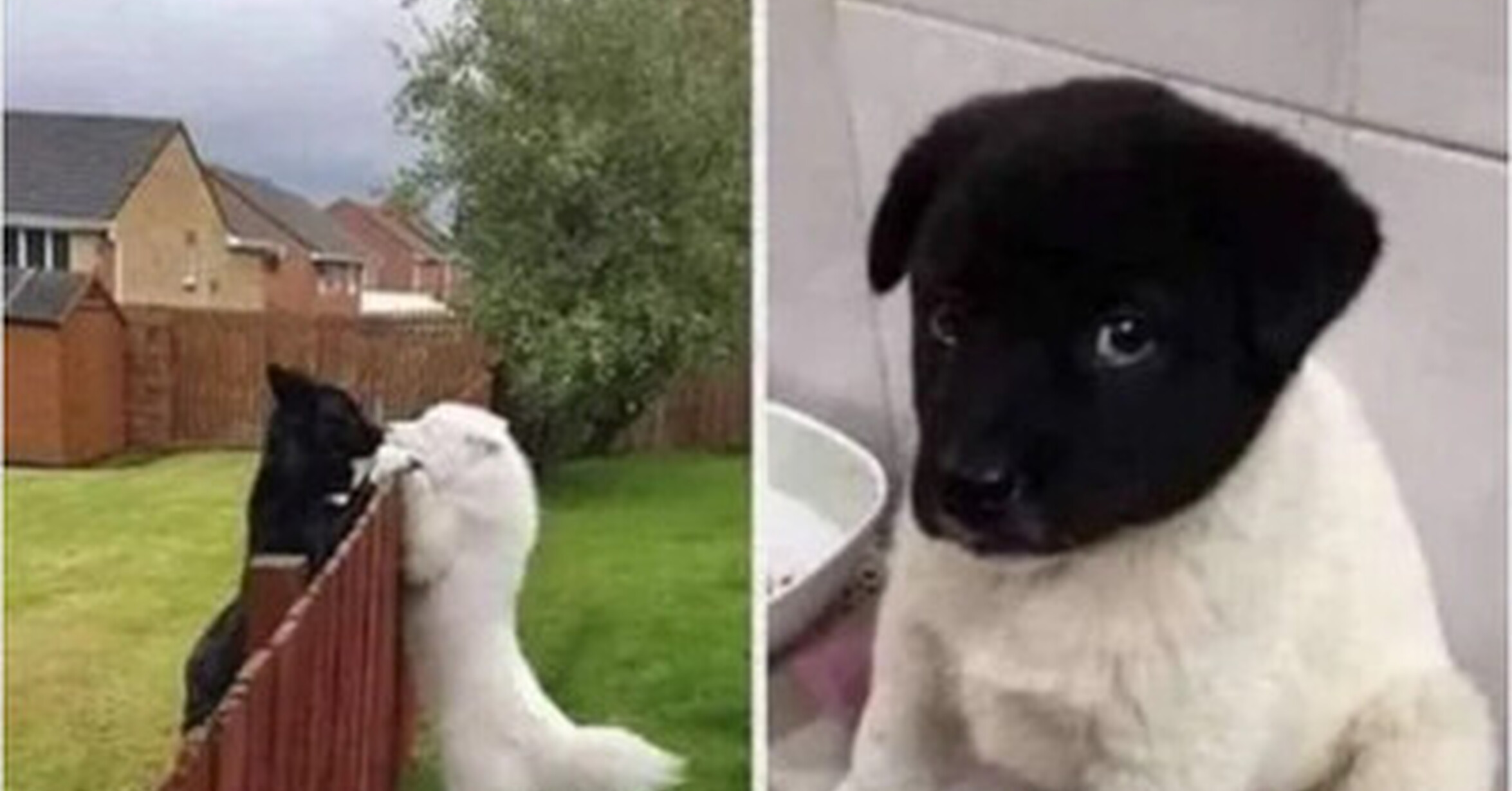 Cuánto Cabrón Así Empezó Todo