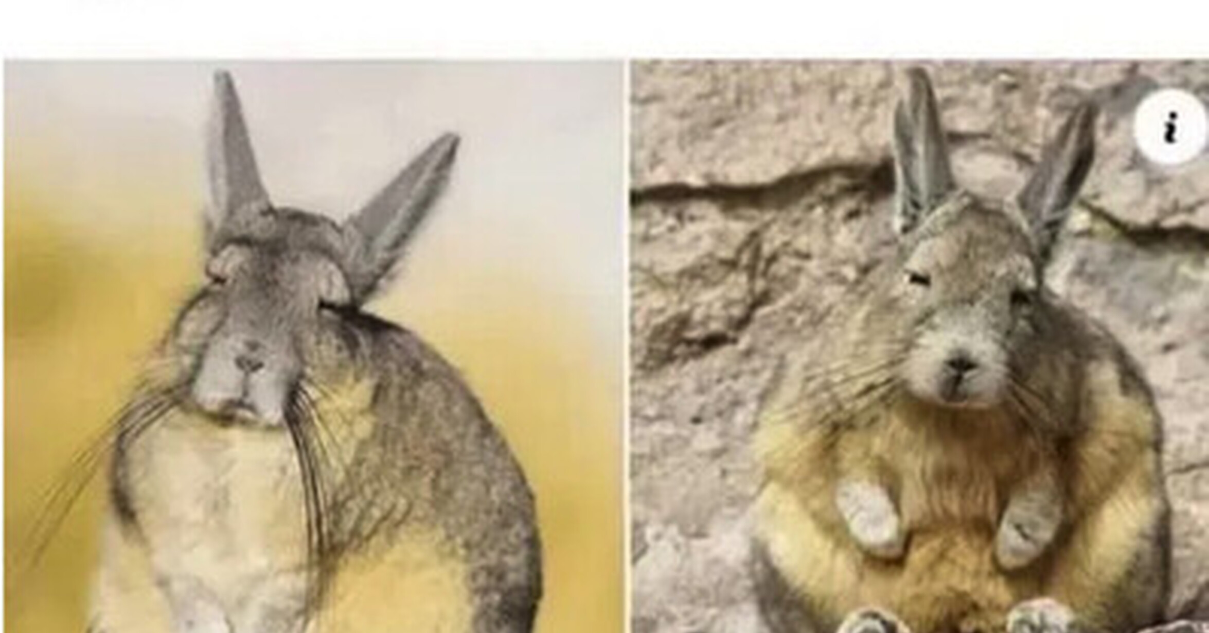 Cuánto cabrón / El animal que llevo dentro