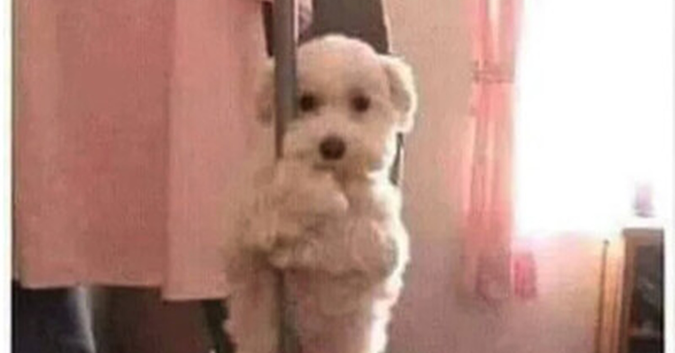 Cuánto cabrón / El perro está raro