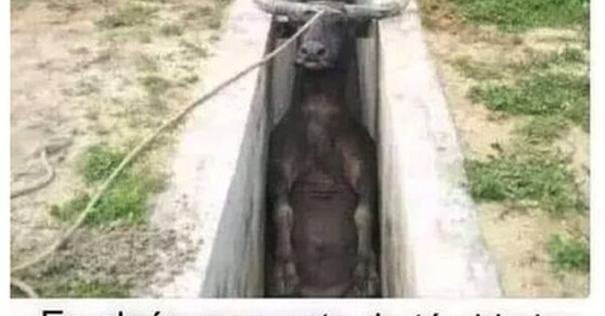 Cuánto cabrón / Cuernos que van bien