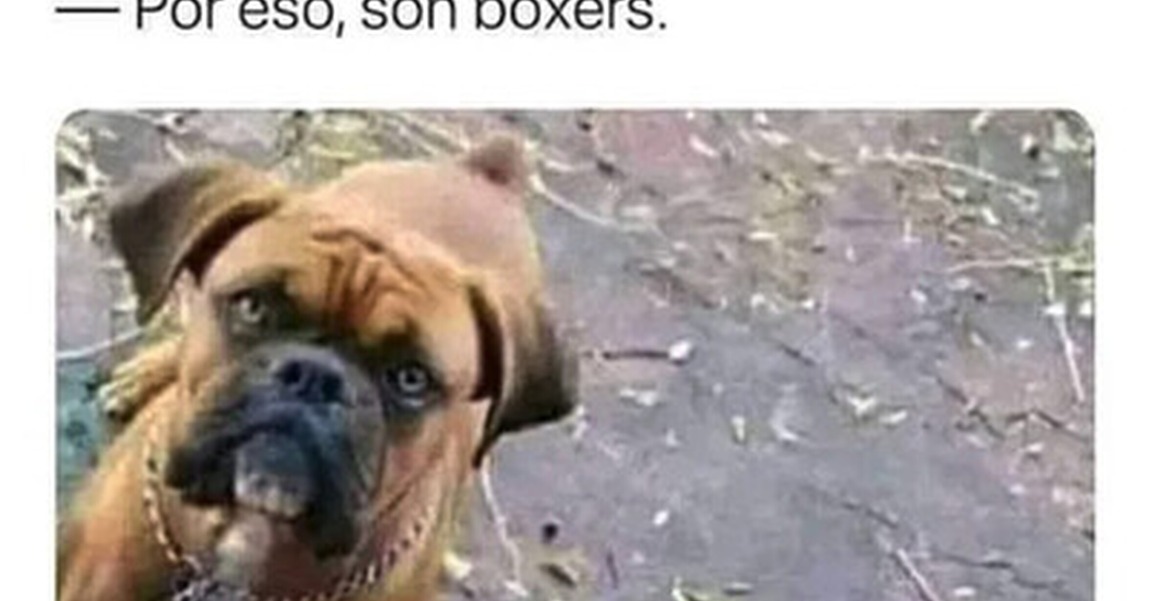 Cuánto cabrón / Mis bóxers