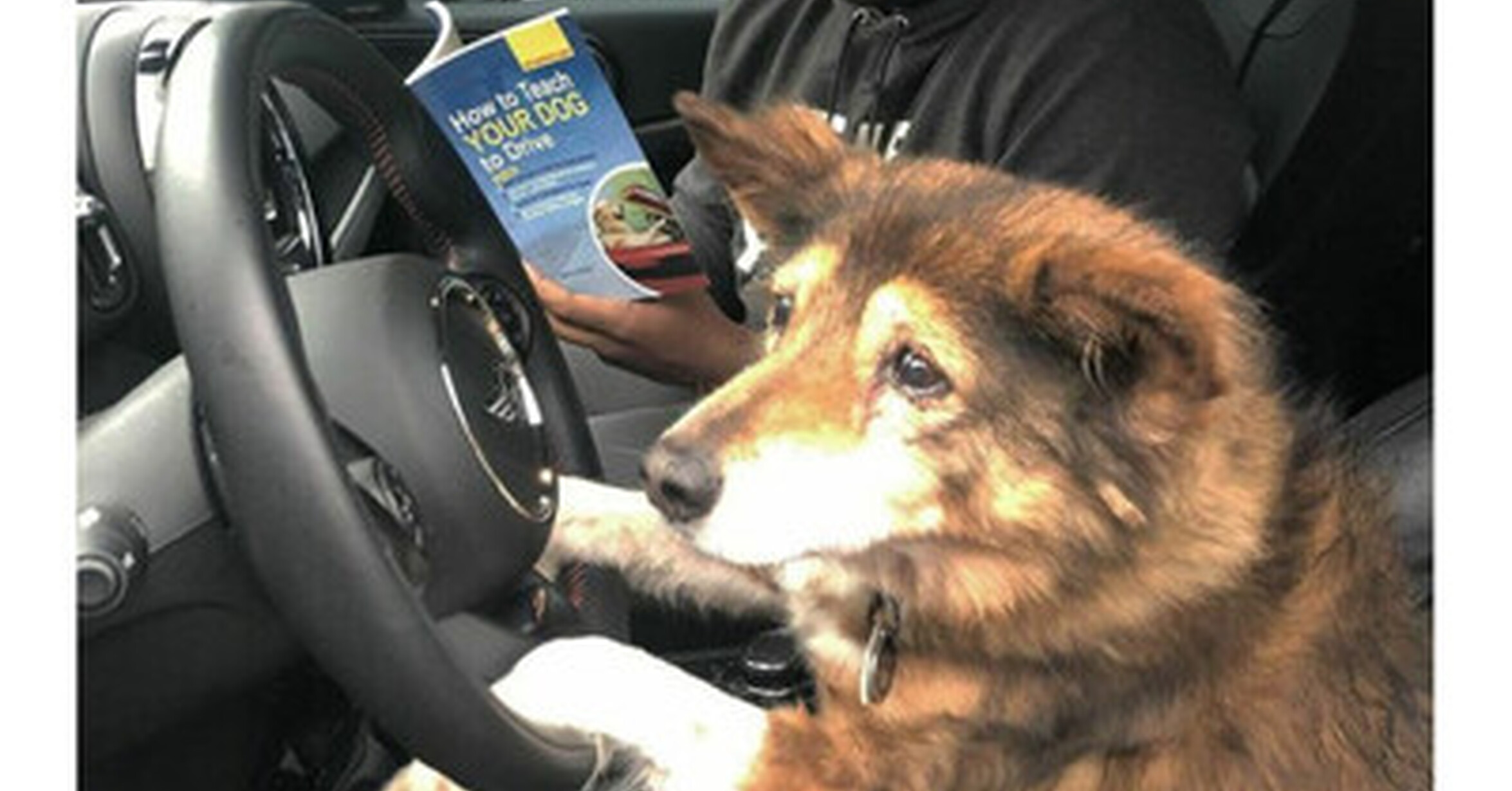 Cuánto cabrón / Las imágenes más 'random' de animales