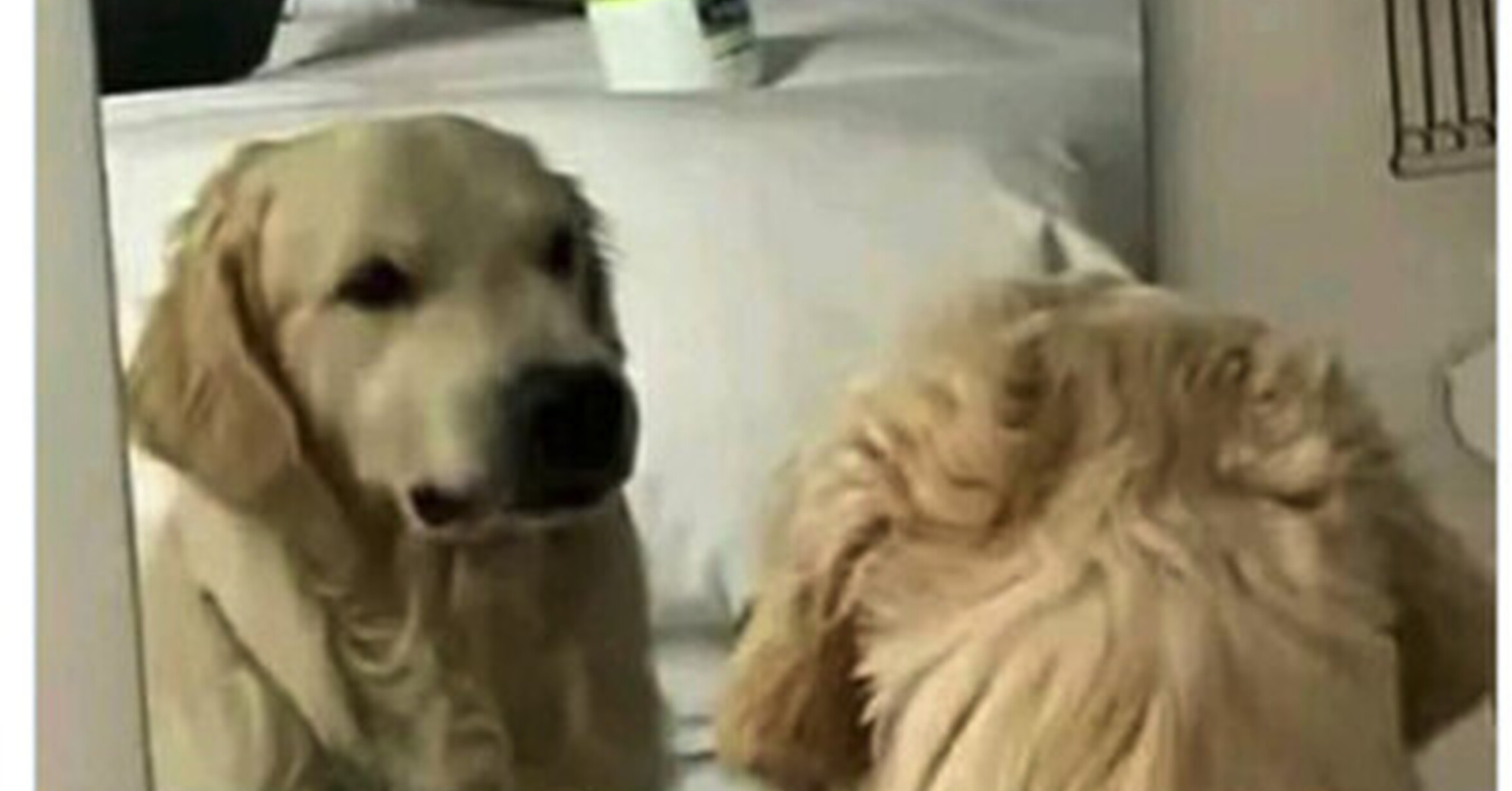 Cuánto cabrón / ¿Estaré loco?