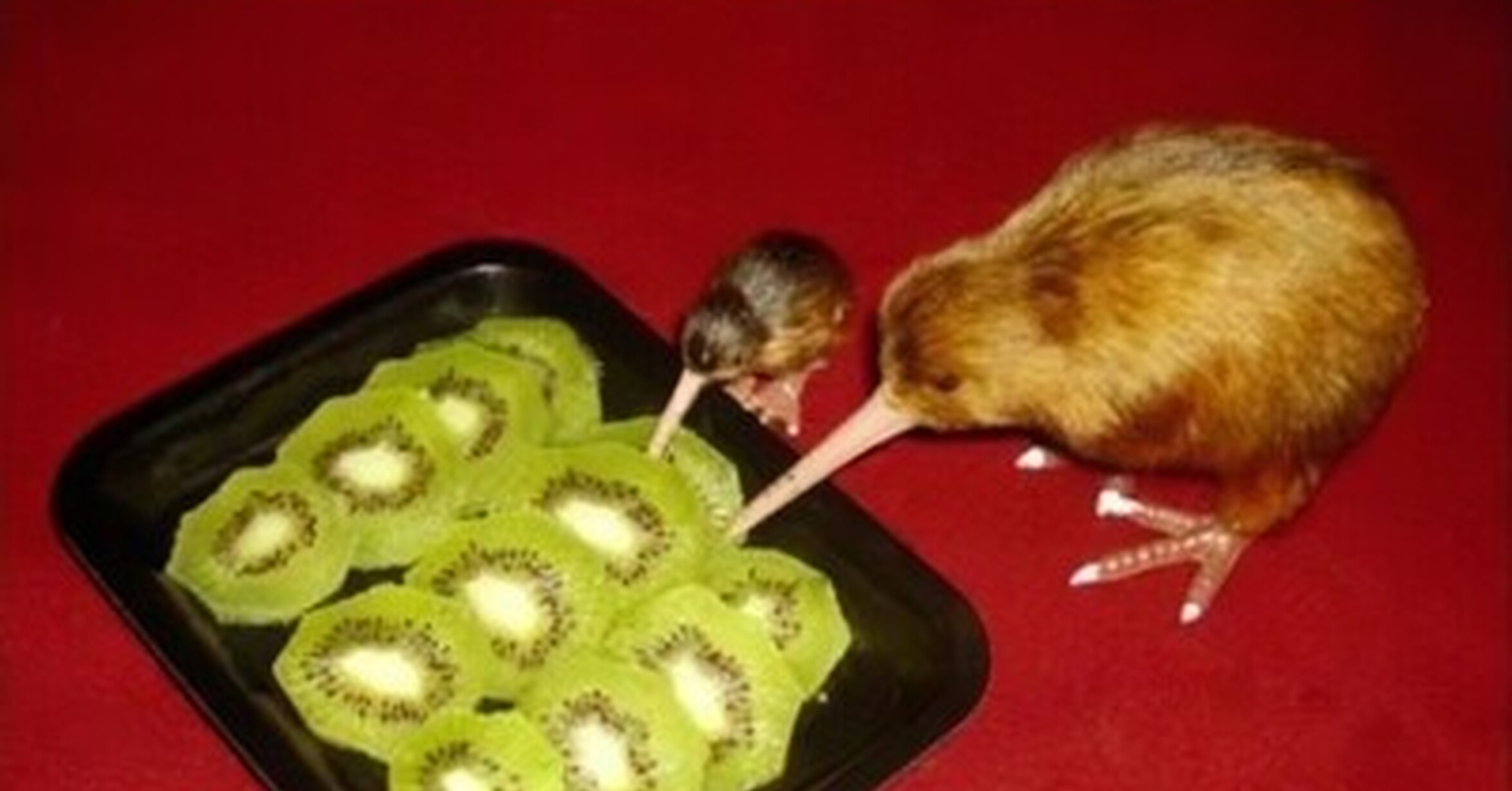 Cuánto cabrón / Canibalismo animal