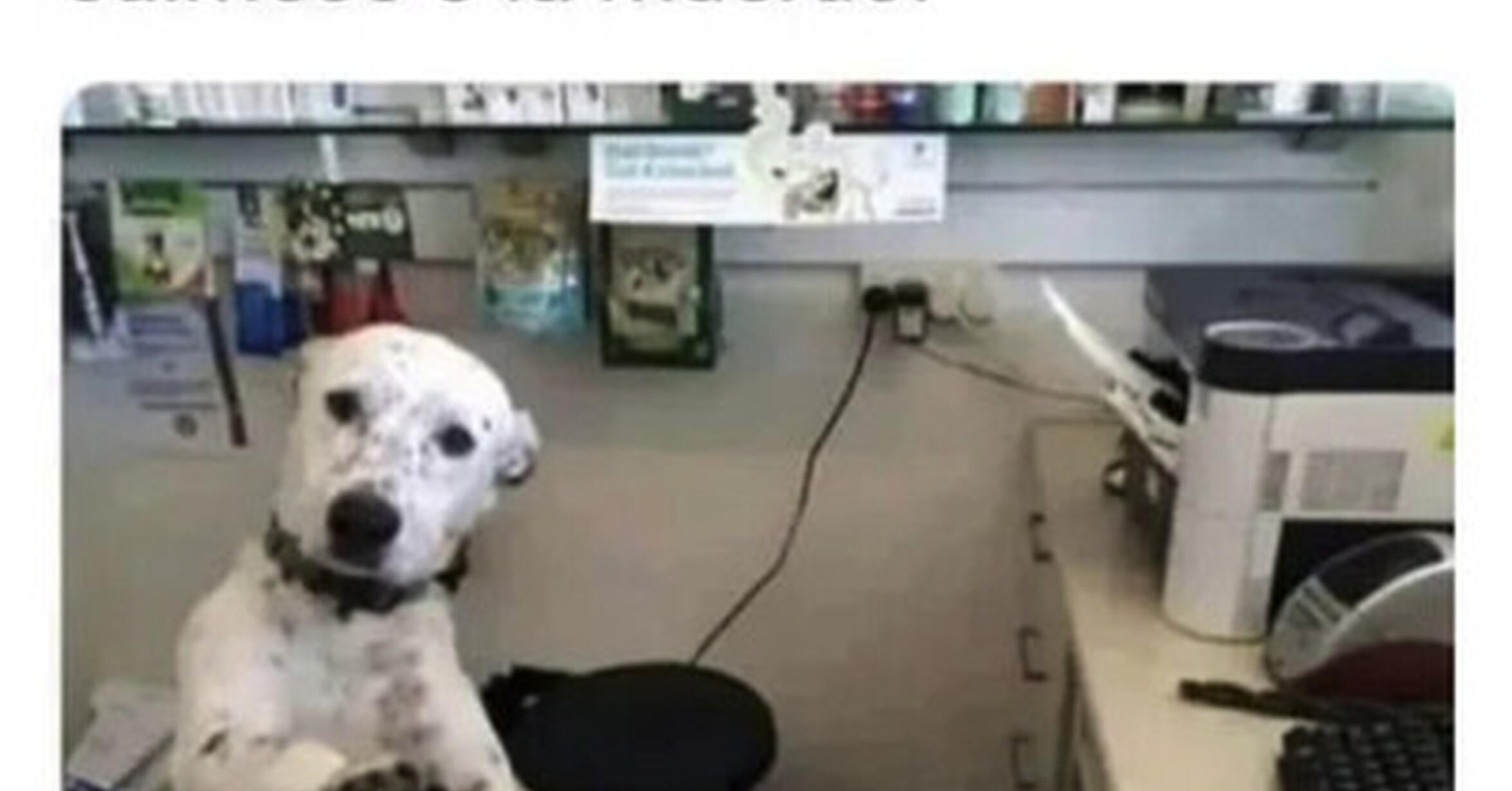 Cuánto cabrón / Perro de Atención al Cliente