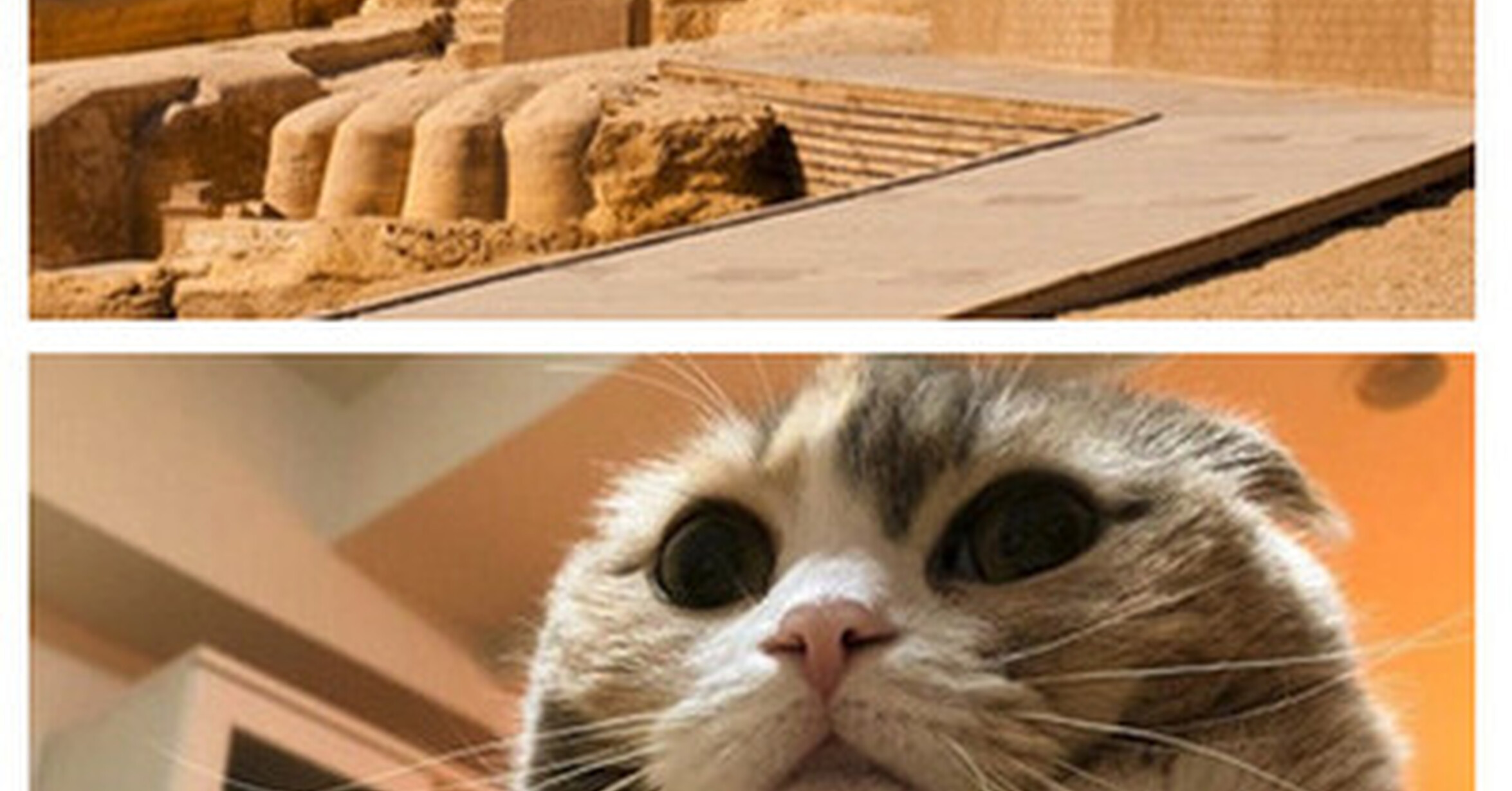 Cuánto cabrón / El gato esfinge