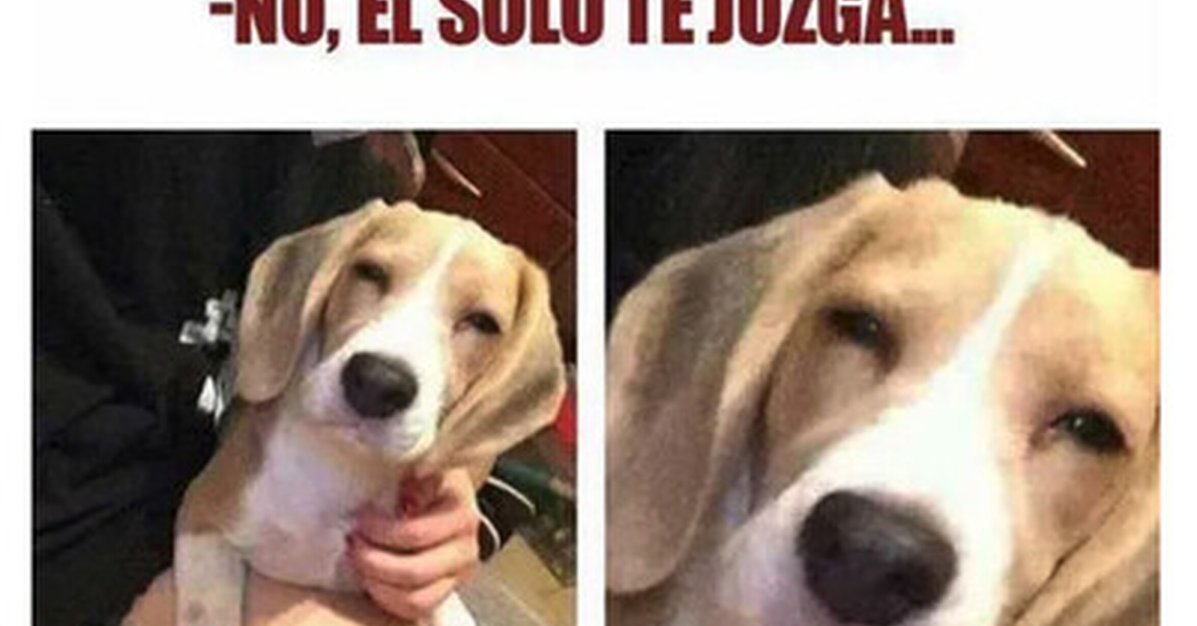 Cuánto cabrón / El perro juzgón