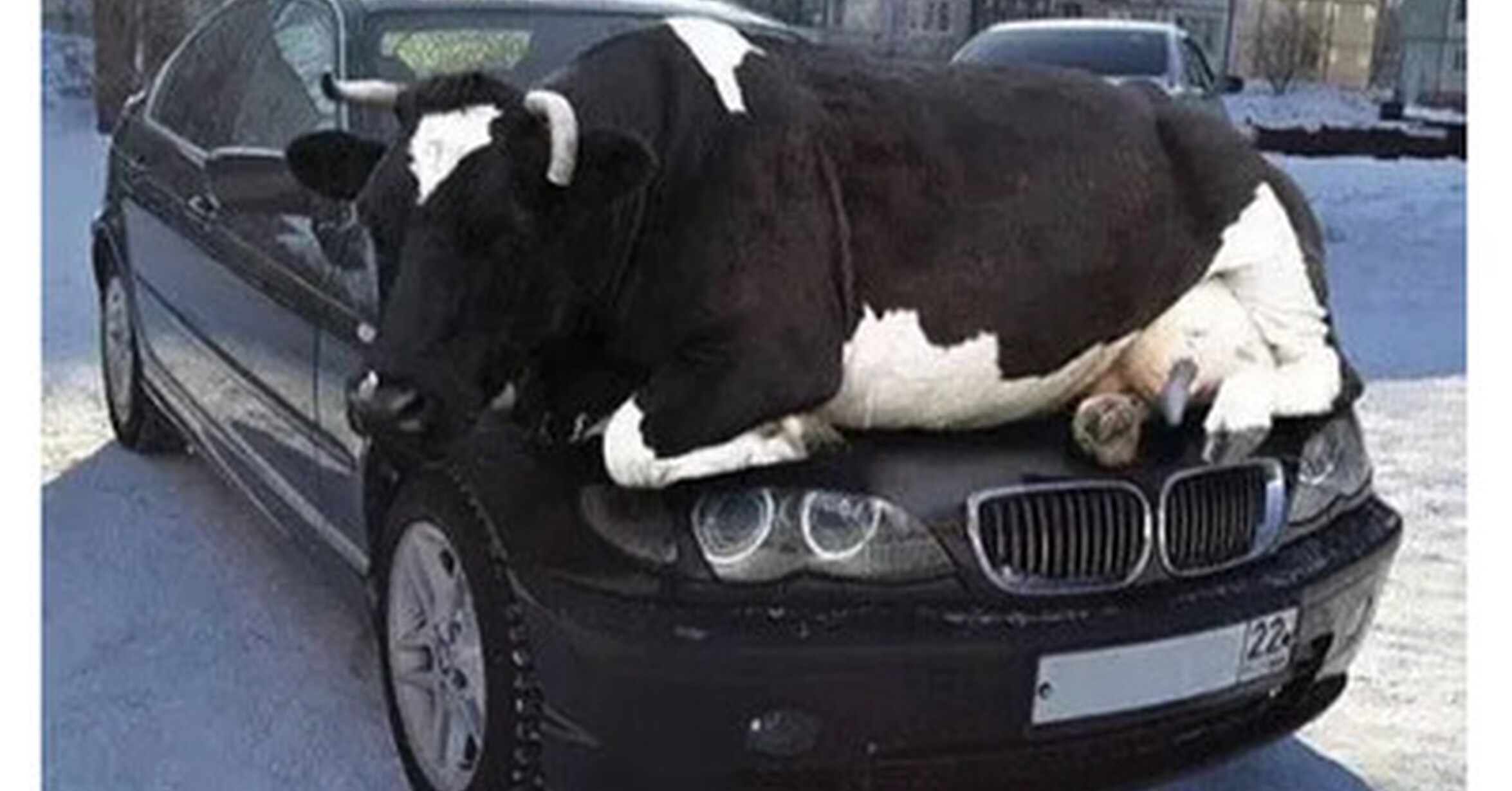 Cuánto cabrón / Se me posó un animalito en el coche