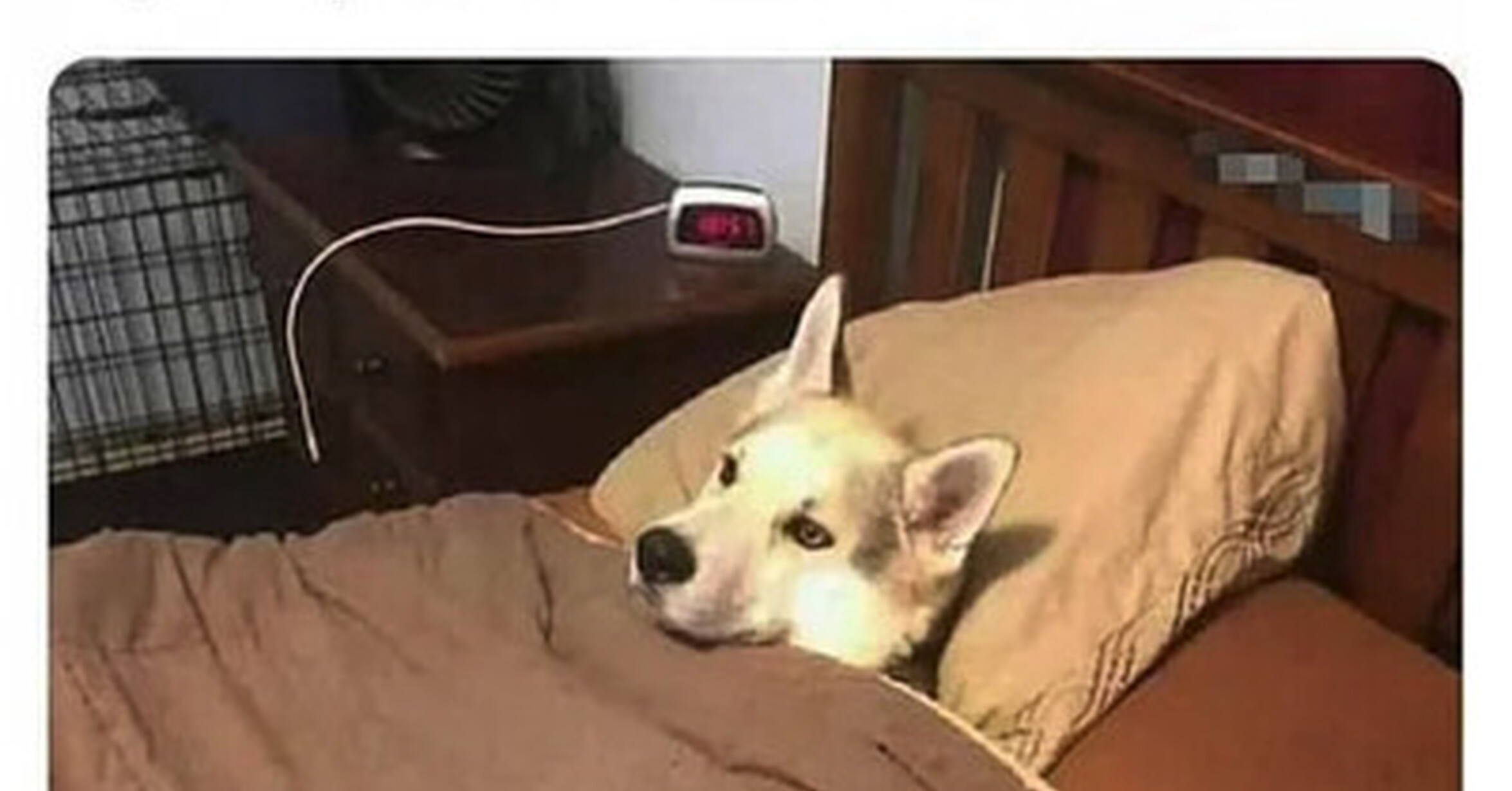 Cuánto cabrón / Perro guardián