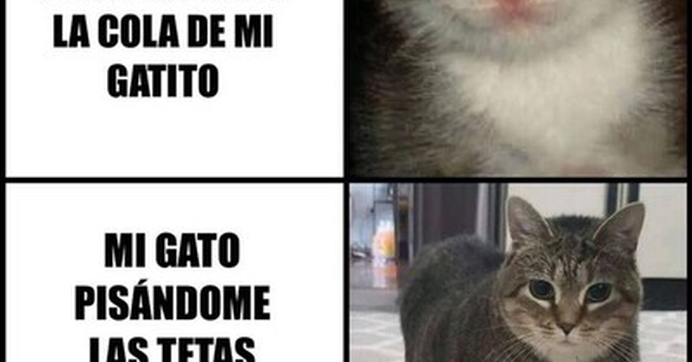 Cuánto cabrón / Al él no le sabe tan mal