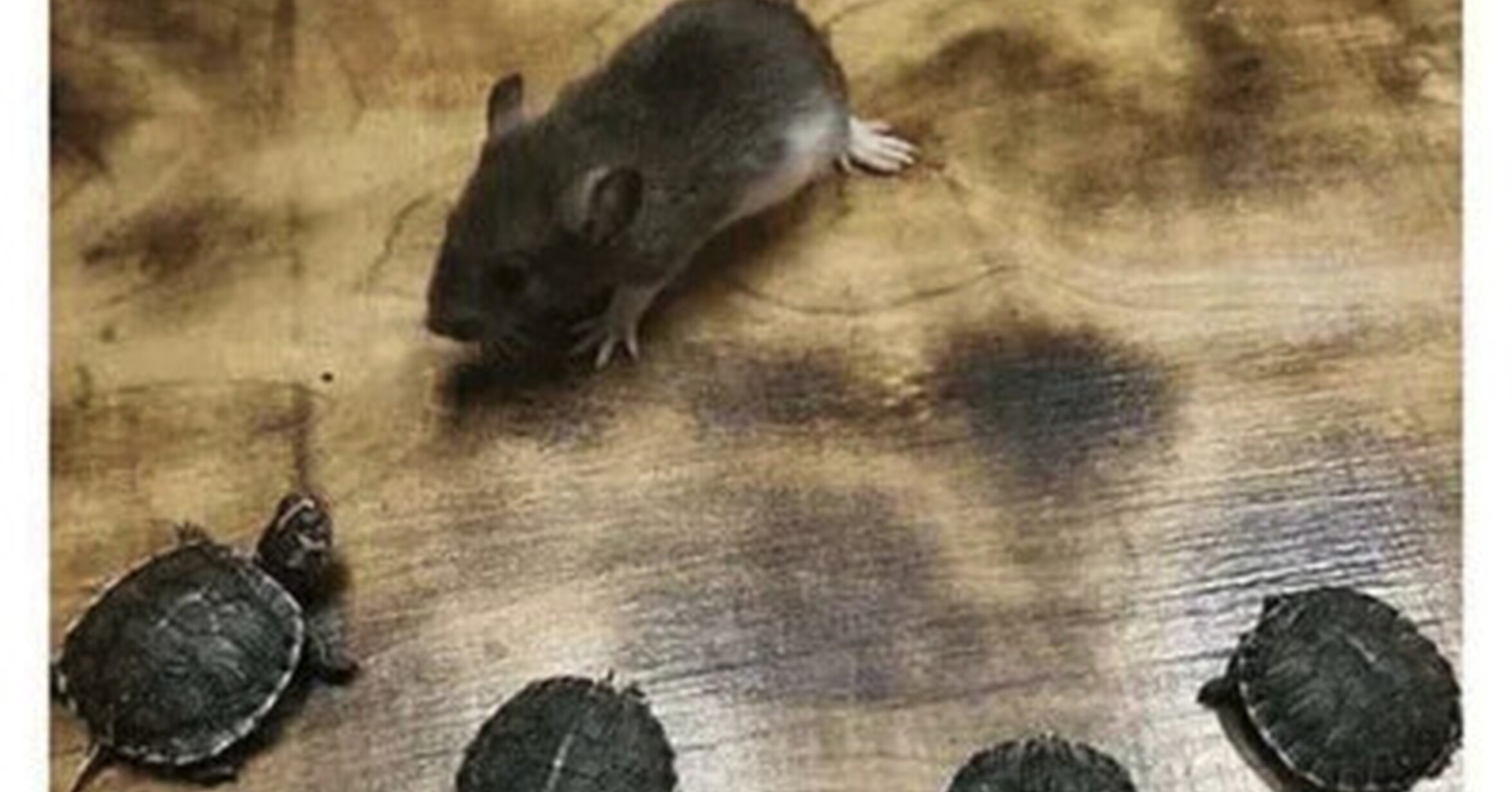 Cuánto cabrón / Ninja Turtles in real life