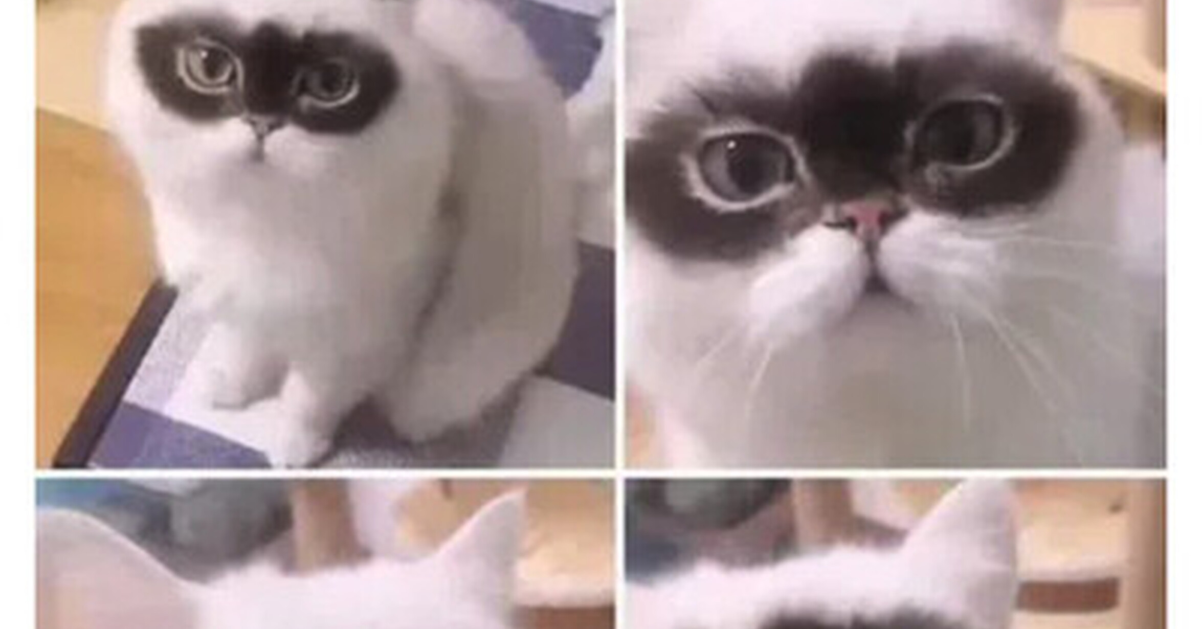 Cuánto cabrón / El gato ojeras