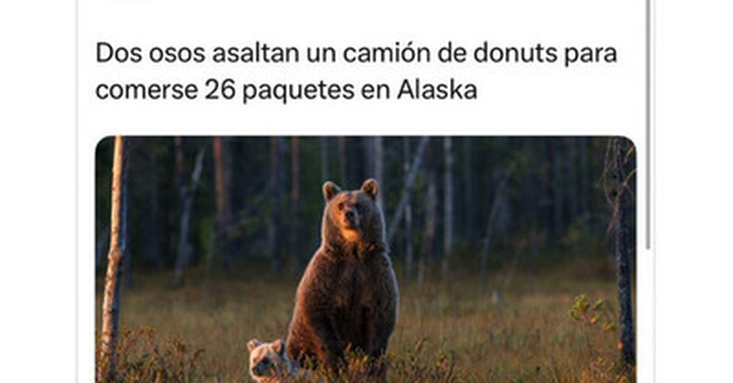 Cuánto cabrón / Si me reencarno en oso