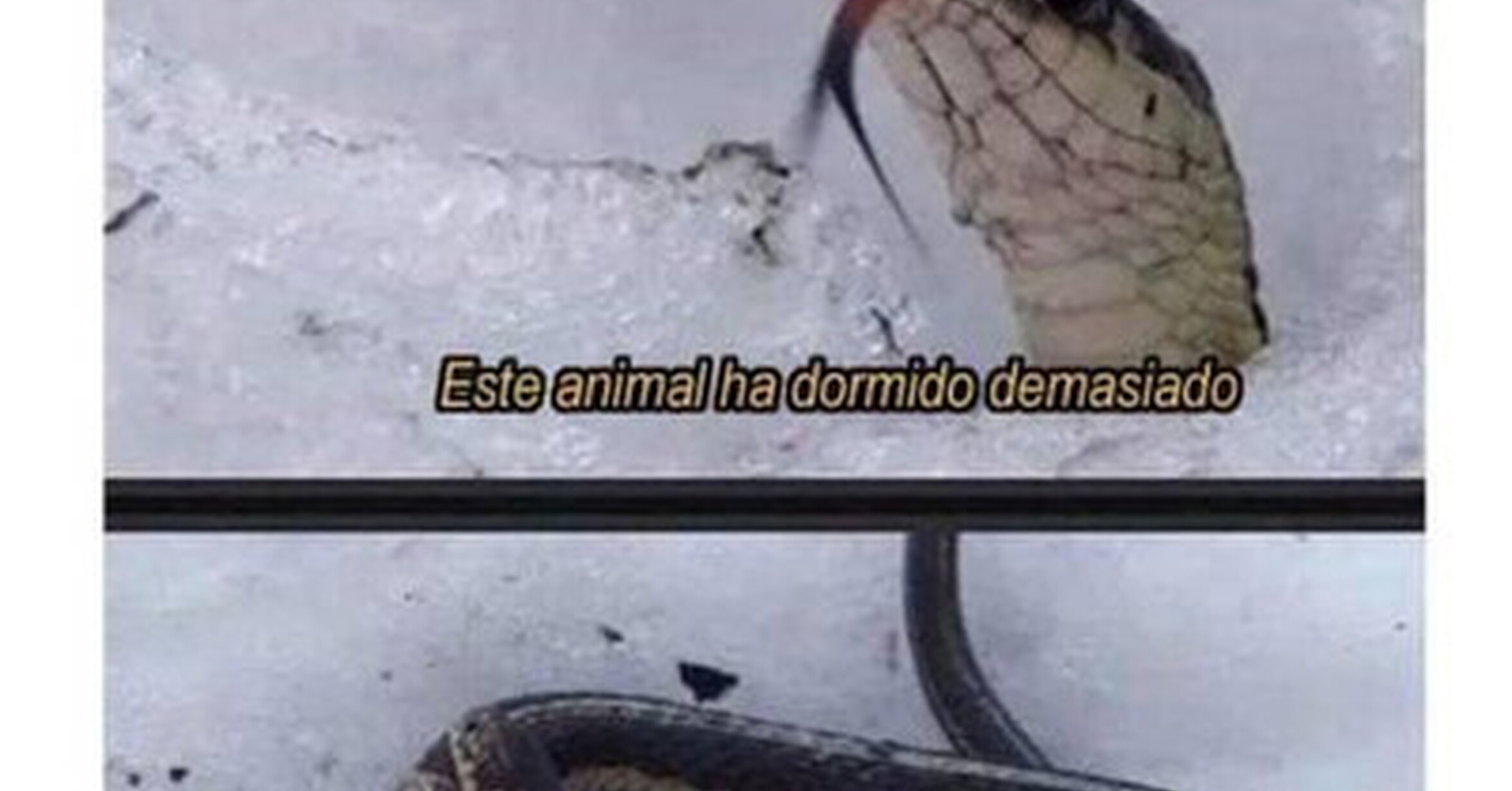 Cuánto cabrón / Si fuera un animal