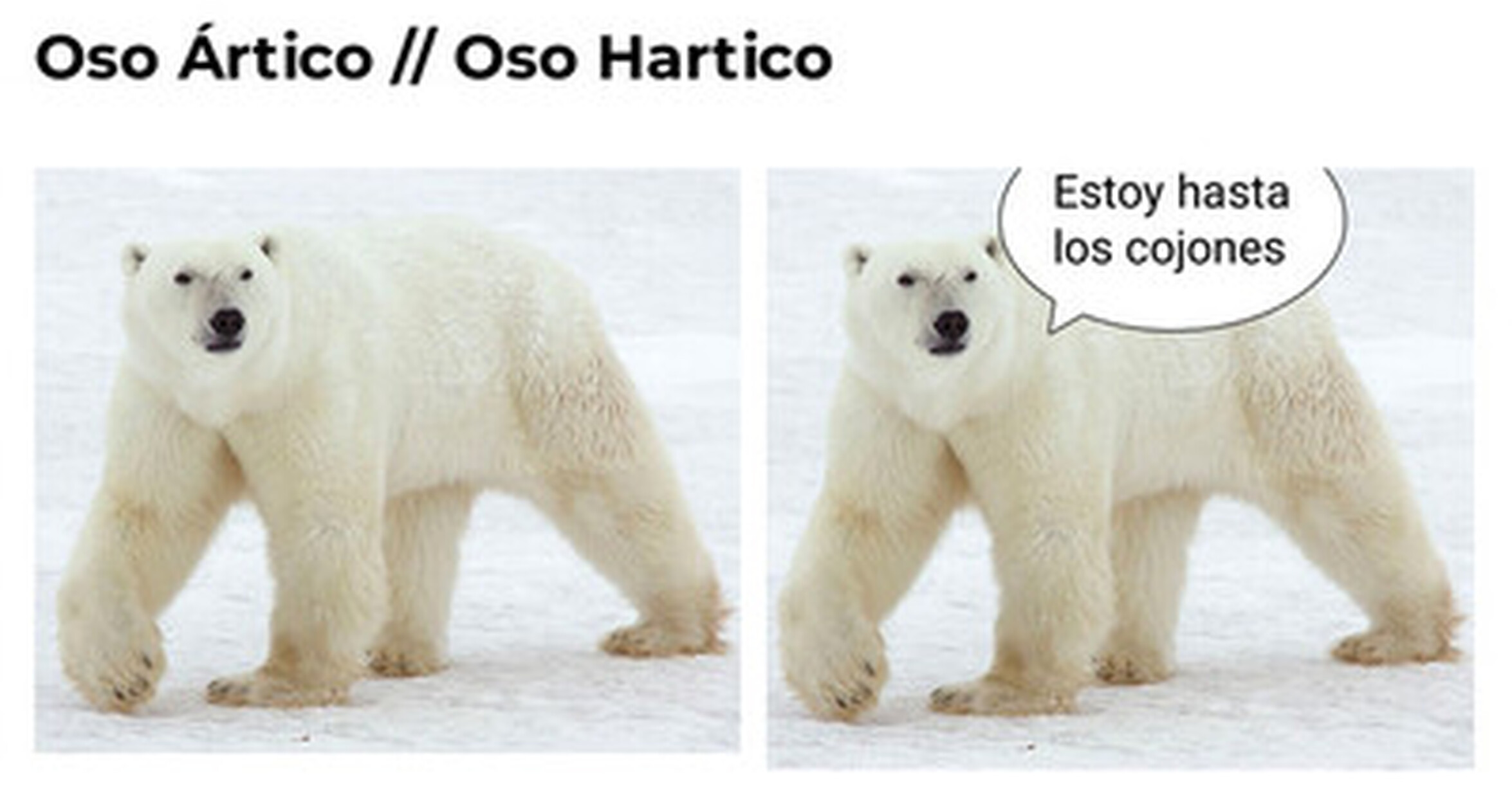 Cuánto cabrón / Se parecen pero no son lo mismo