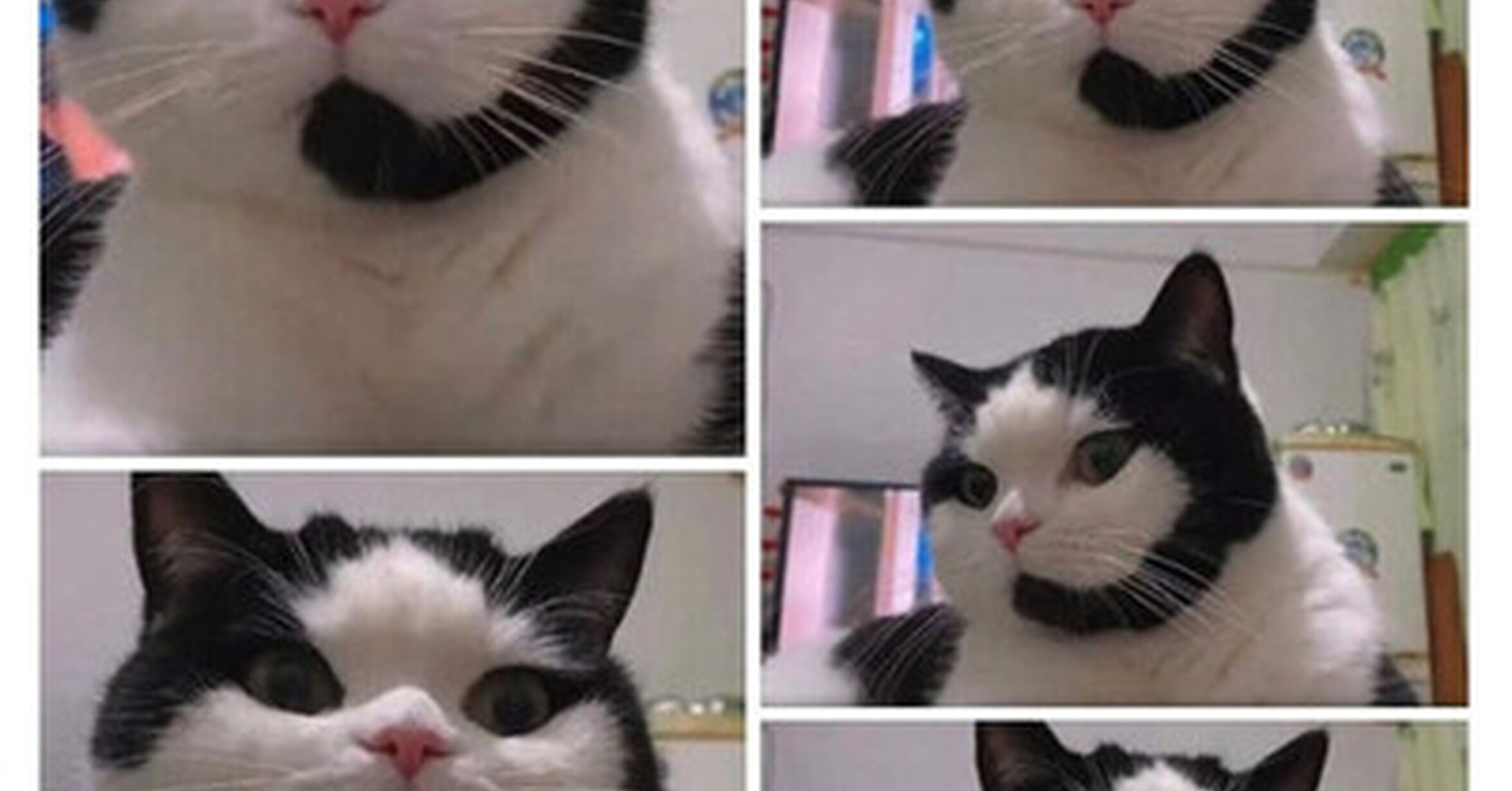 Cuánto cabrón / Cat Center