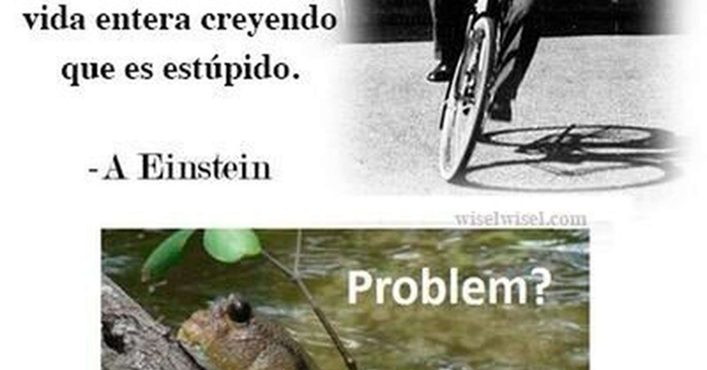 Cuánto cabrón / Problem Einstein?