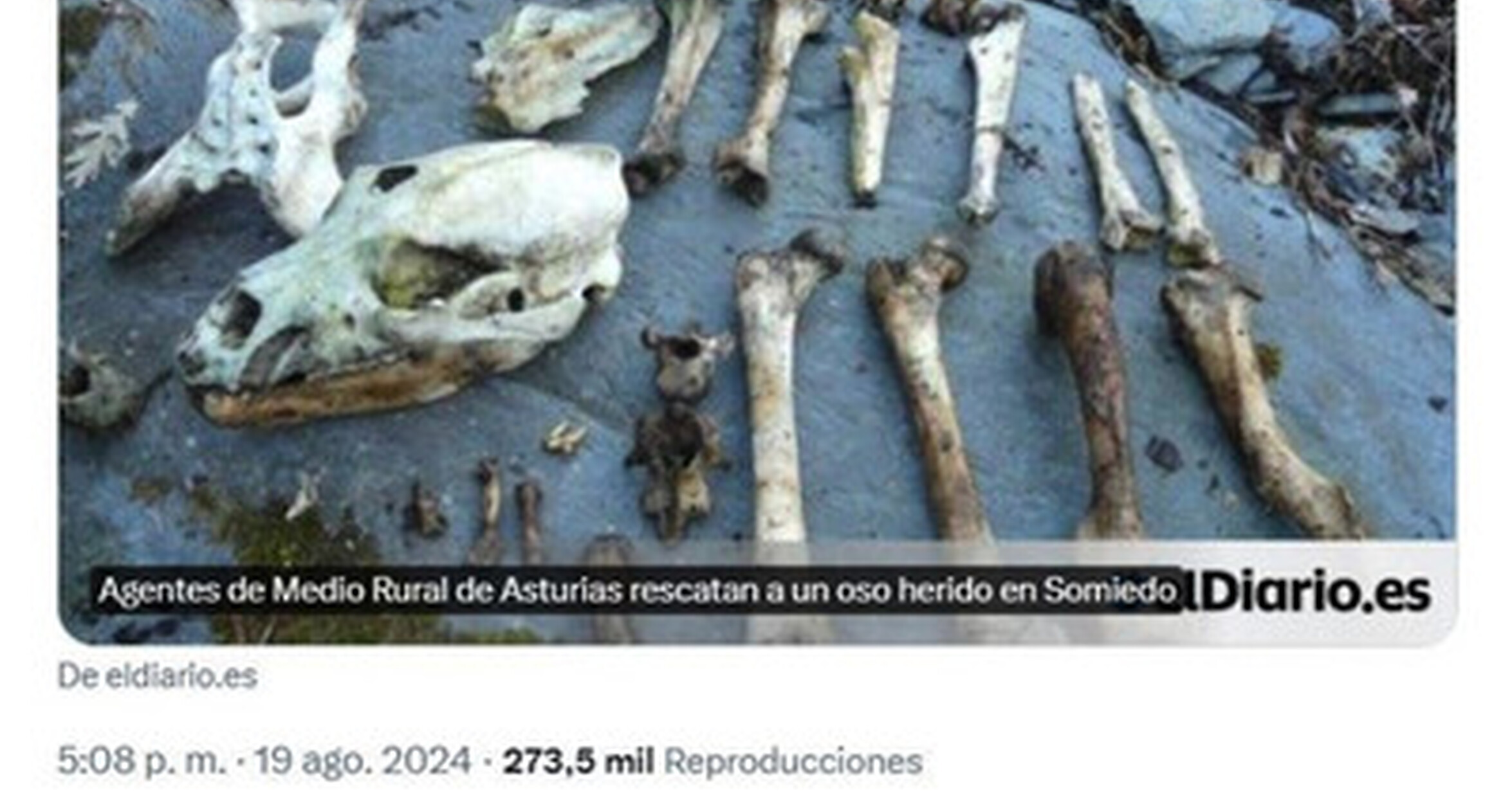 Cuánto cabrón / ¿Oso herido?