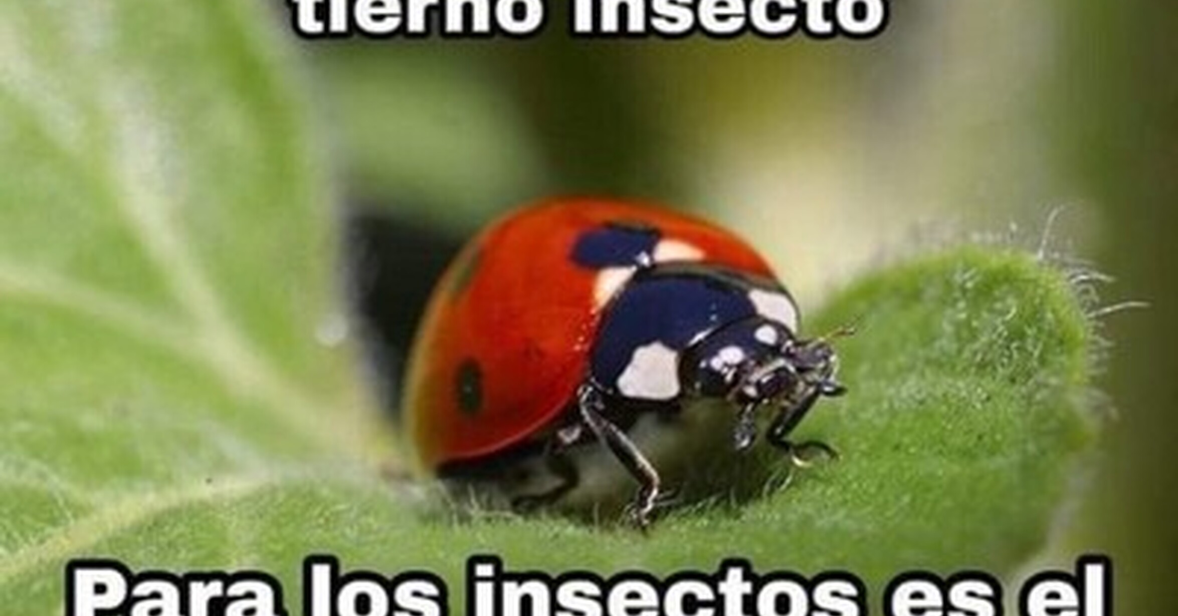 Cuánto cabrón / Así es la mariquita