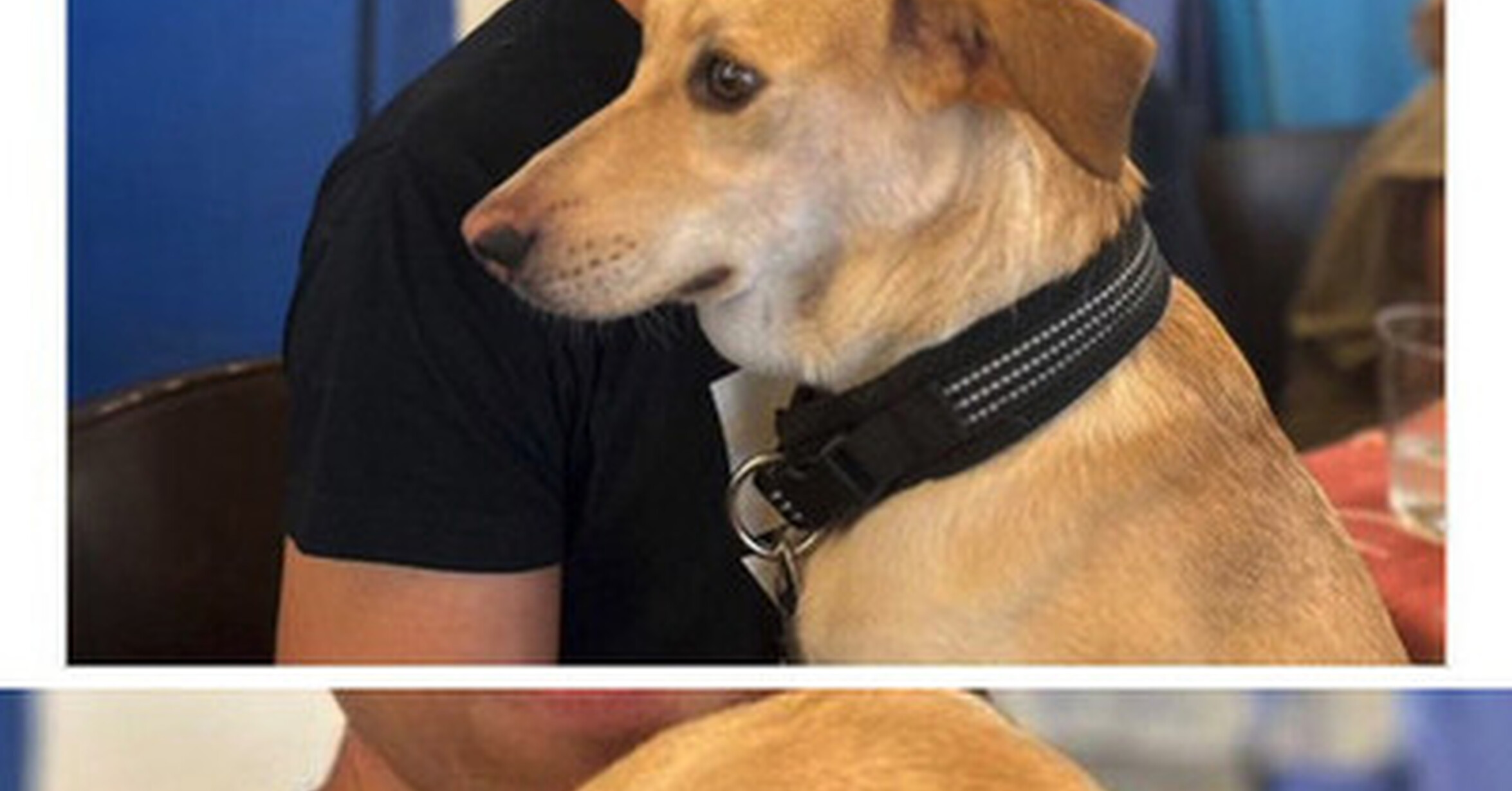 Cuánto cabrón / Ese perro ha visto cosas...