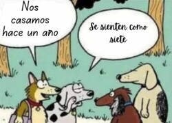 Cuánto cabrón / "Un perro tiene el alma de un filósofo"