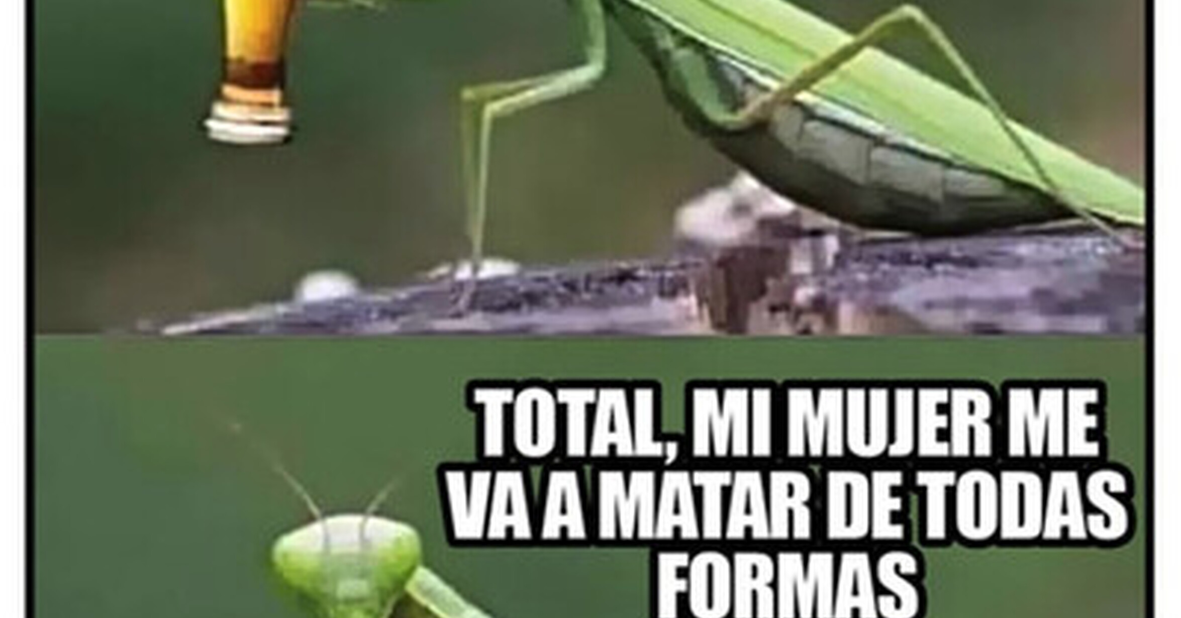 Cuánto cabrón / Las mantis saben lo que hay