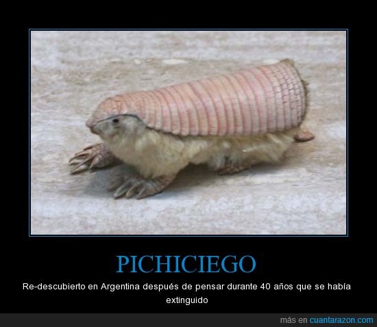 ¡Cuánta razón! / PICHICIEGO