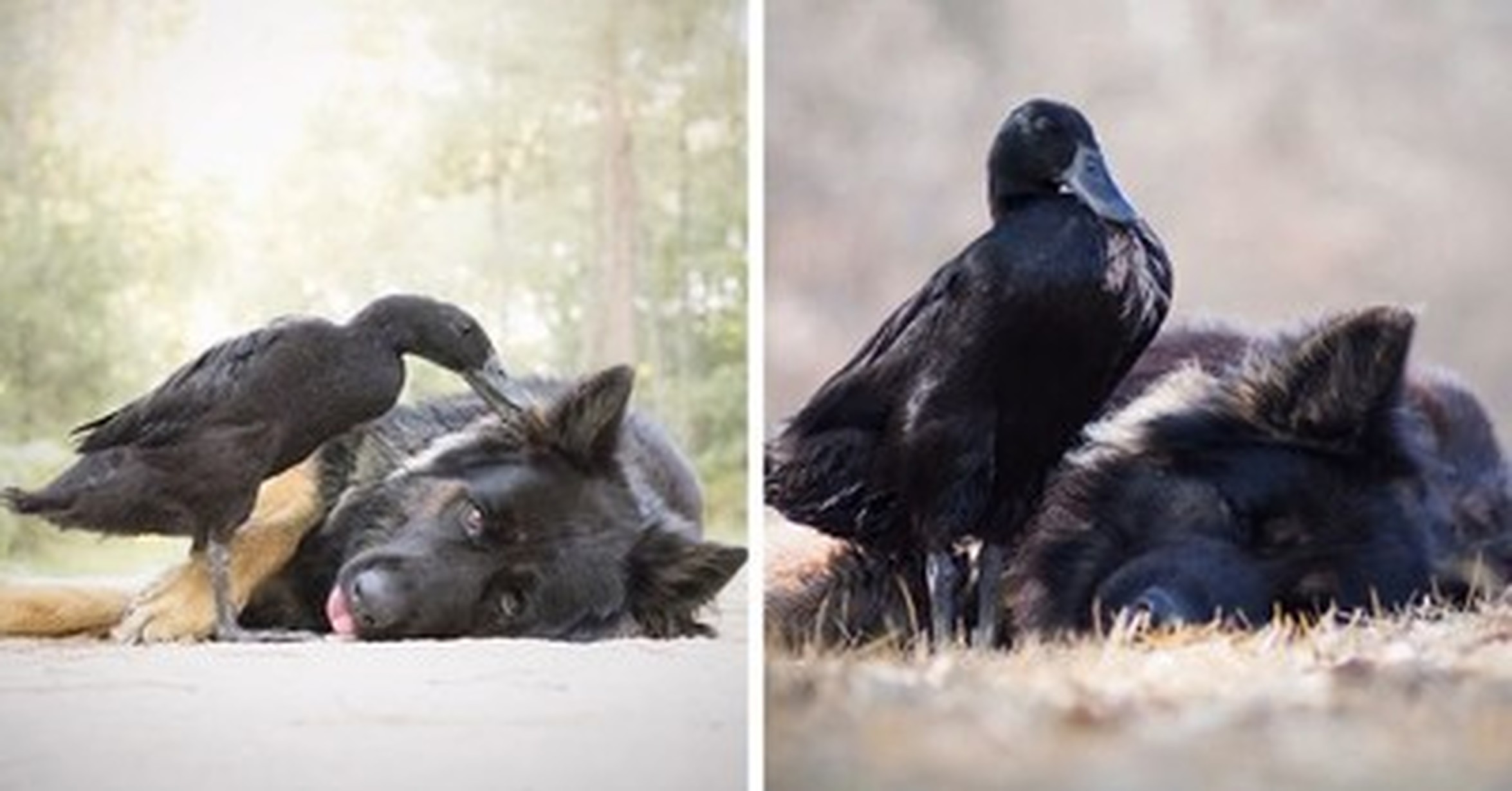 ¡Cuánta razón! / Fotografiando el vínculo especial entre un perro y un ...