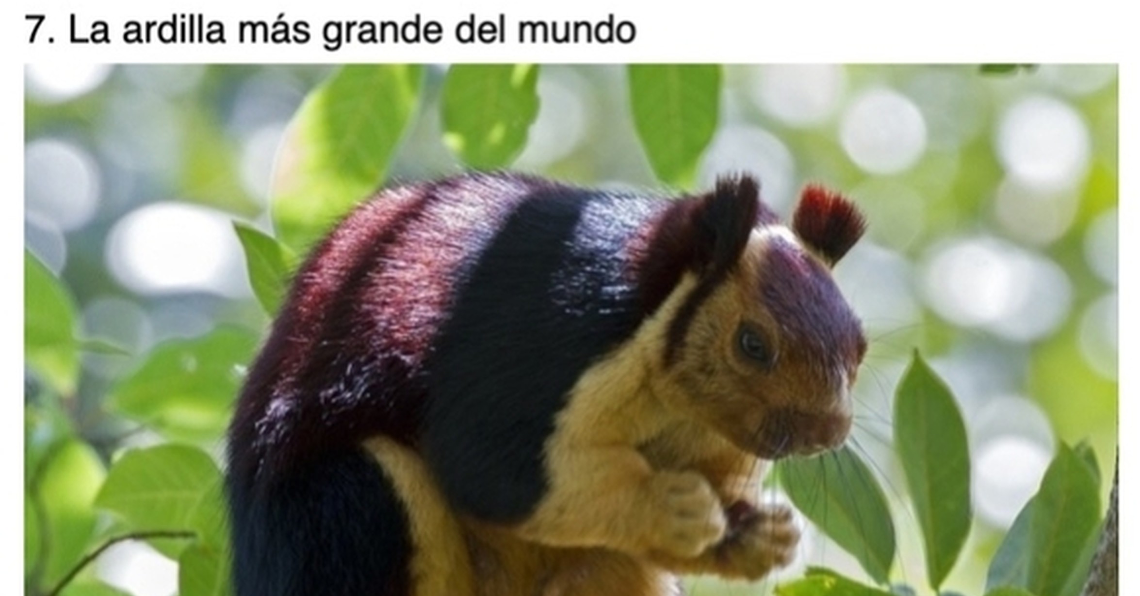 ¡Cuánta razón! / Hechos sobre los animales que seguramente no conocías