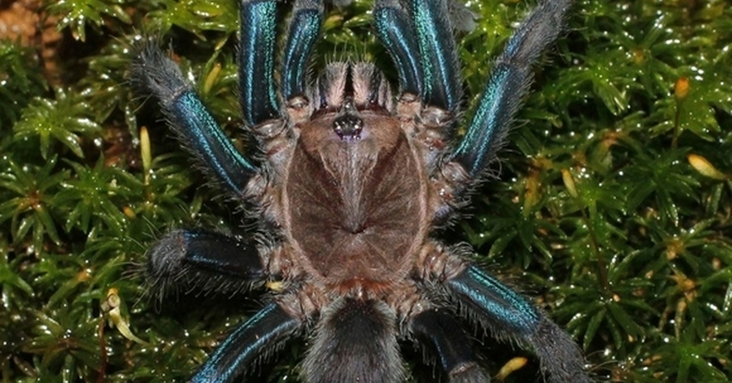 ¡Cuánta razón! / Descubren una nueva especie de tarántula de color azul ...