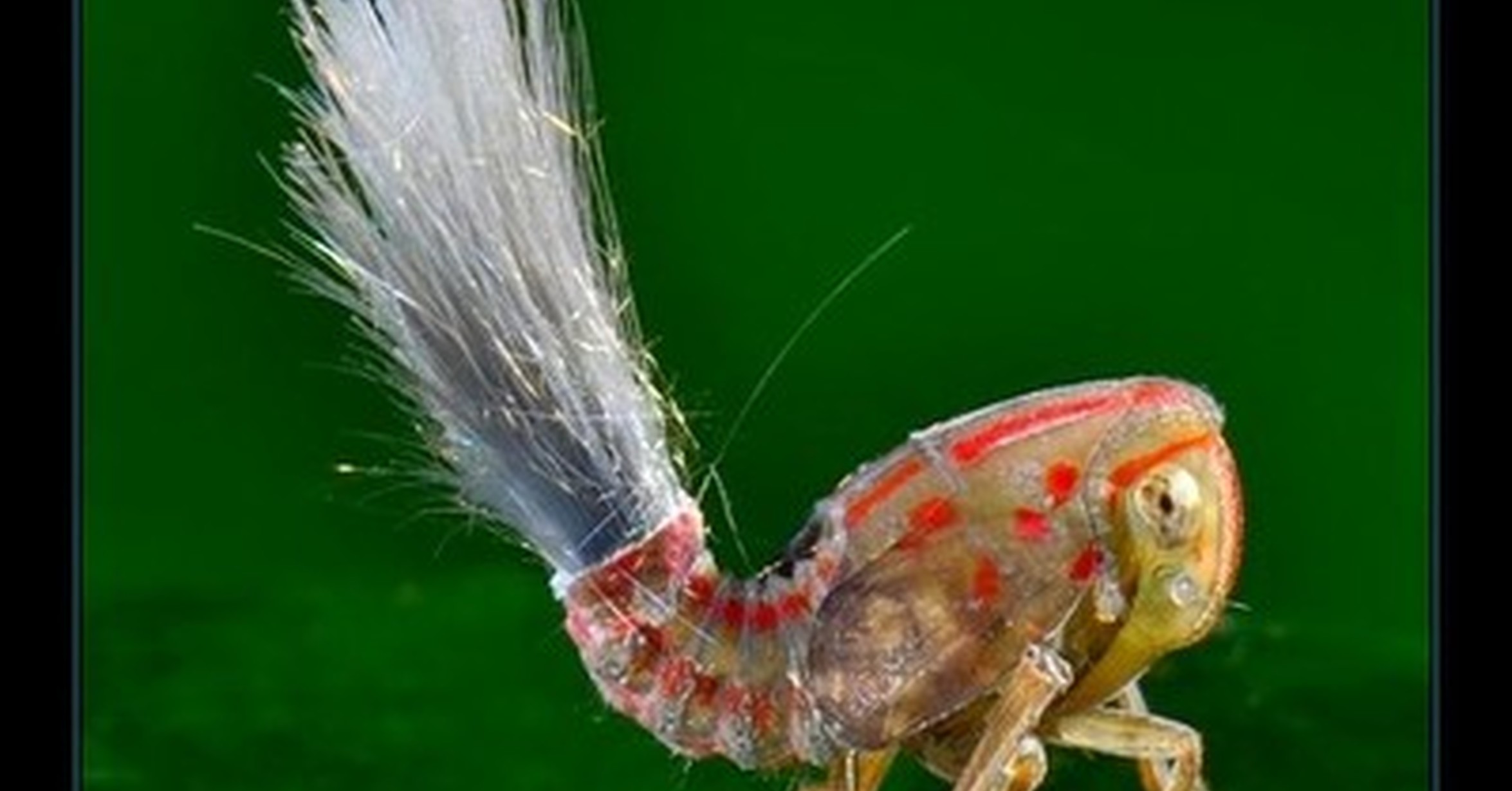¡Cuánta razón! / Este insecto con pelos de loco es la ninfa de un ...