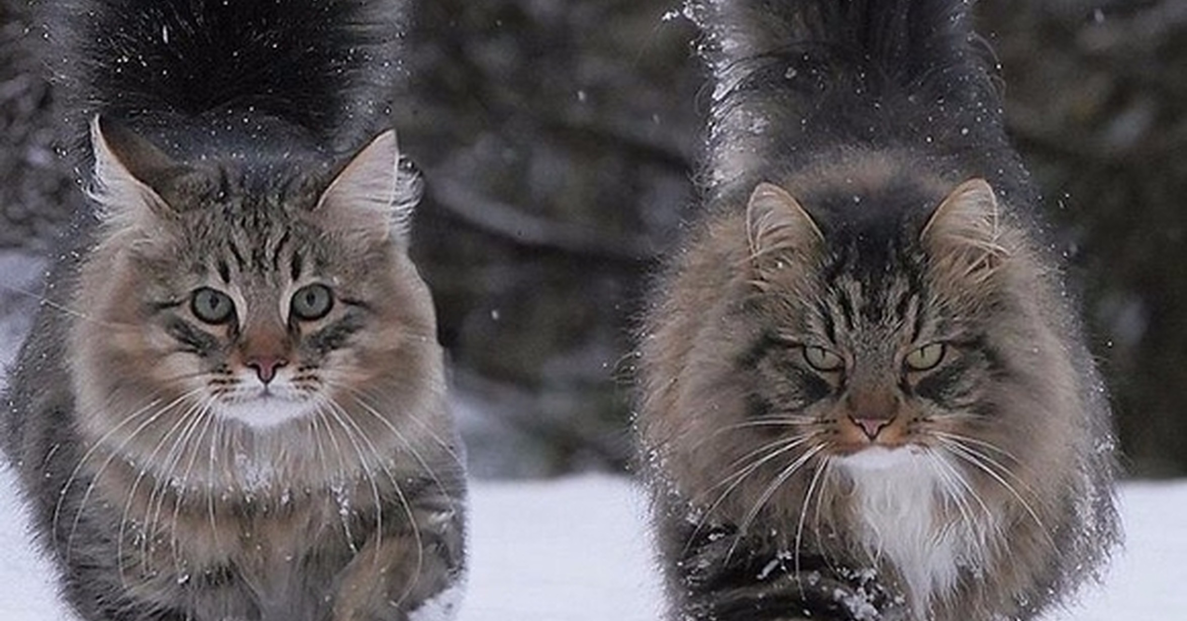 ¡Cuánta razón! / Fotos de gatos fineses viviendo su mejor vida de invierno