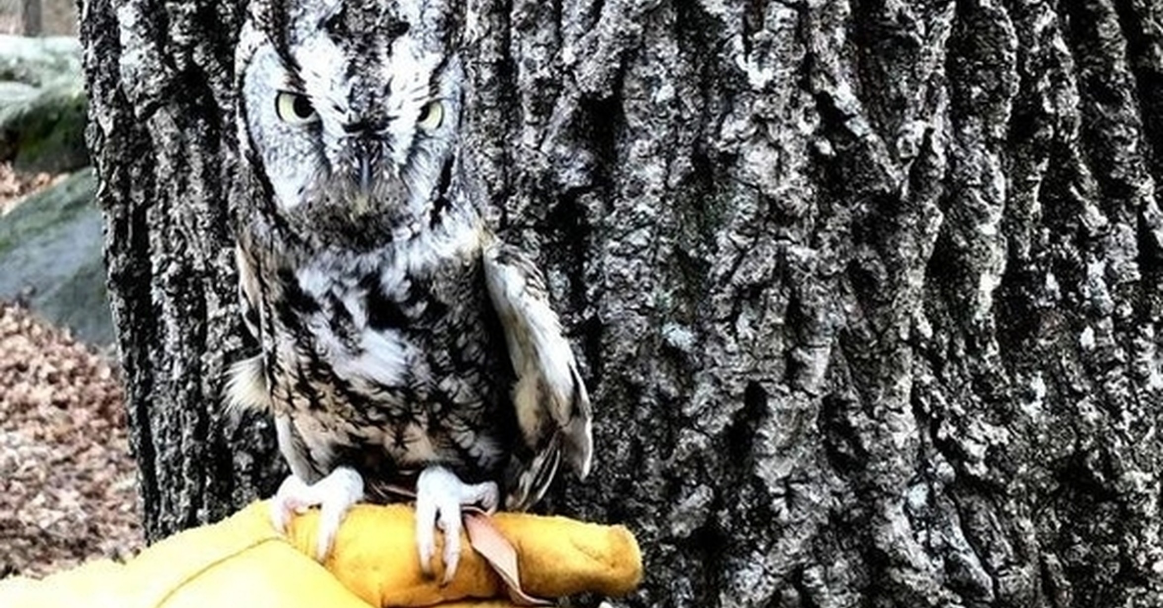 ¡Cuánta razón! / Búho ninja