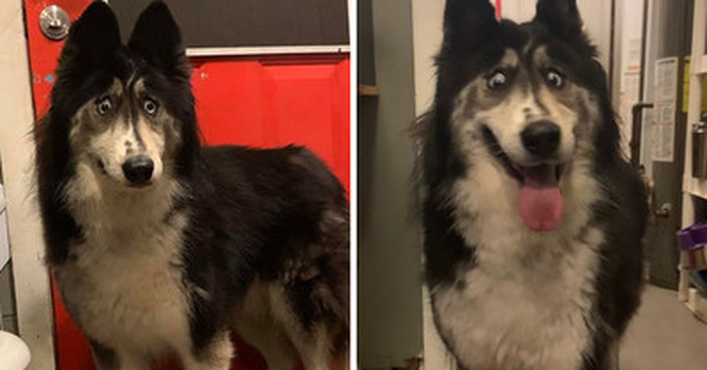 ¡Cuánta razón! / Se ha vuelto viral este husky que fue rechazado por un ...