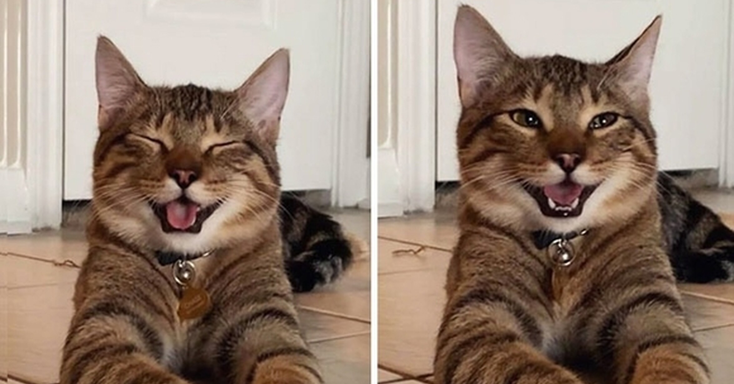 ¡Cuánta razón! / Esta mujer subió fotos de su gato riendo, y se ha ...