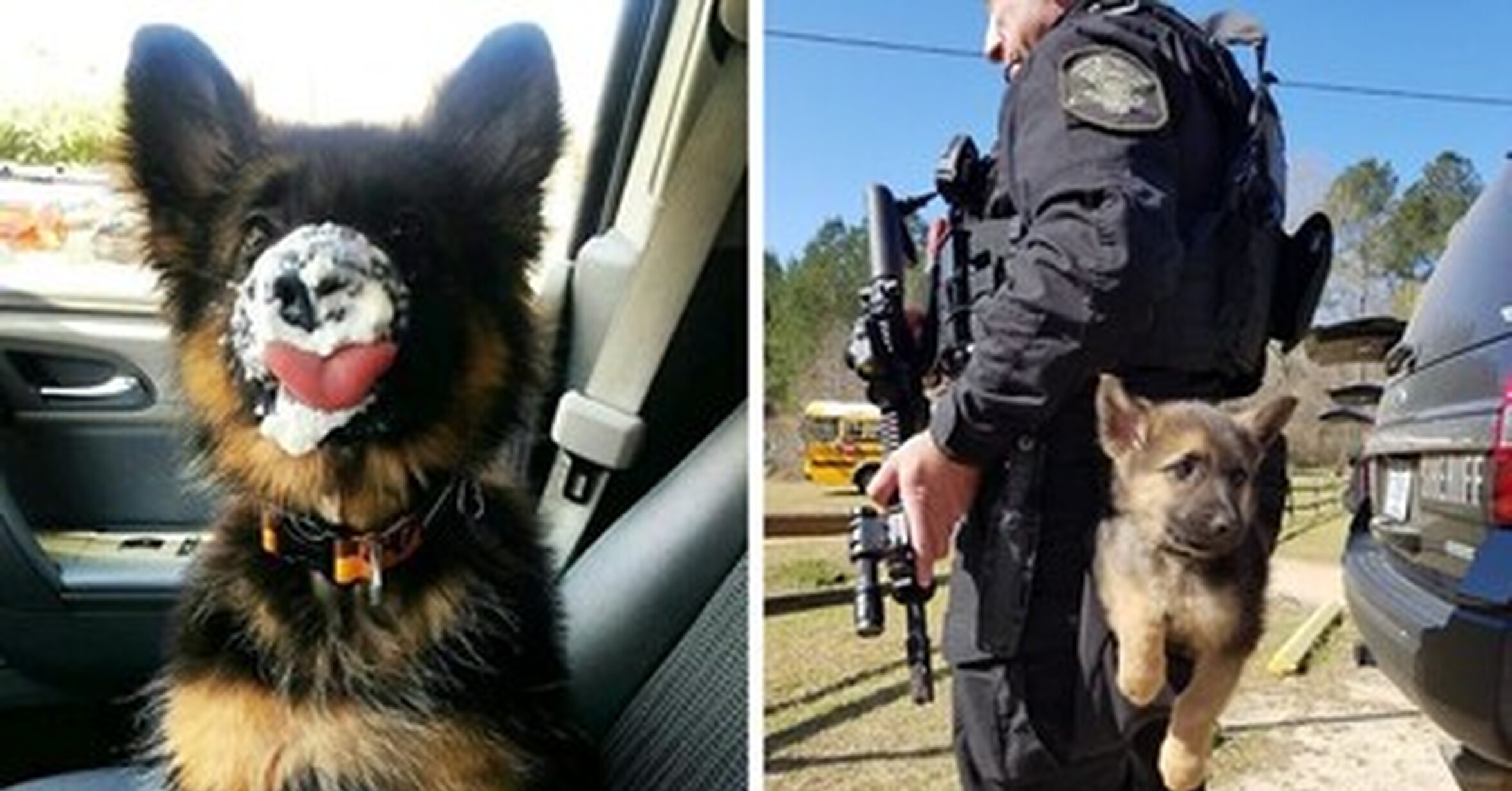 ¡Cuánta razón! / Cachorros de Pastor Alemán siendo lo más puro del mundo