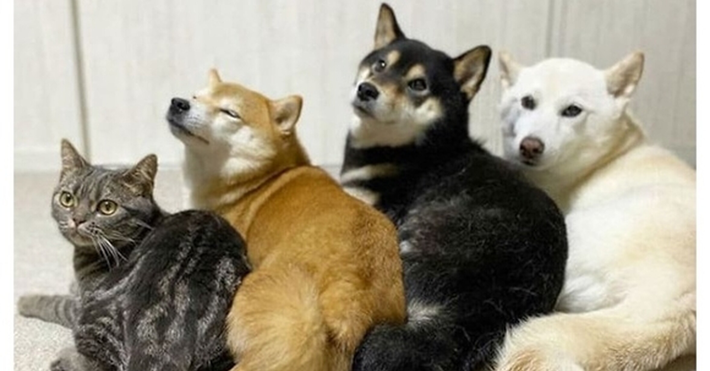 ¡Cuánta razón! / Este encantador gato actúa como si no fuera distinto ...