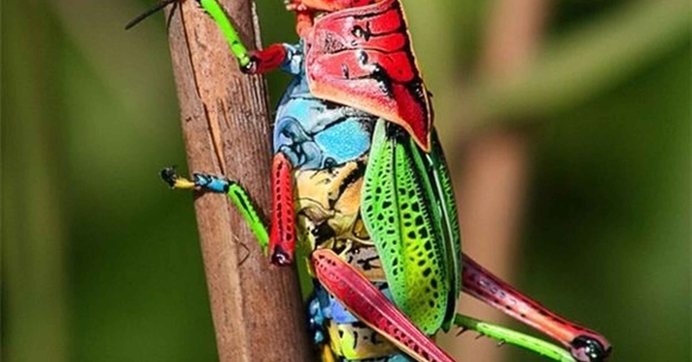 ¡Cuánta razón! / Insecto colorido