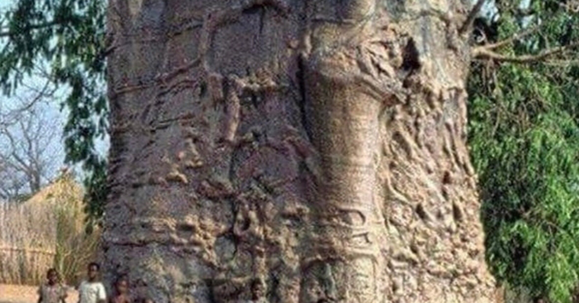 Árbol milenario