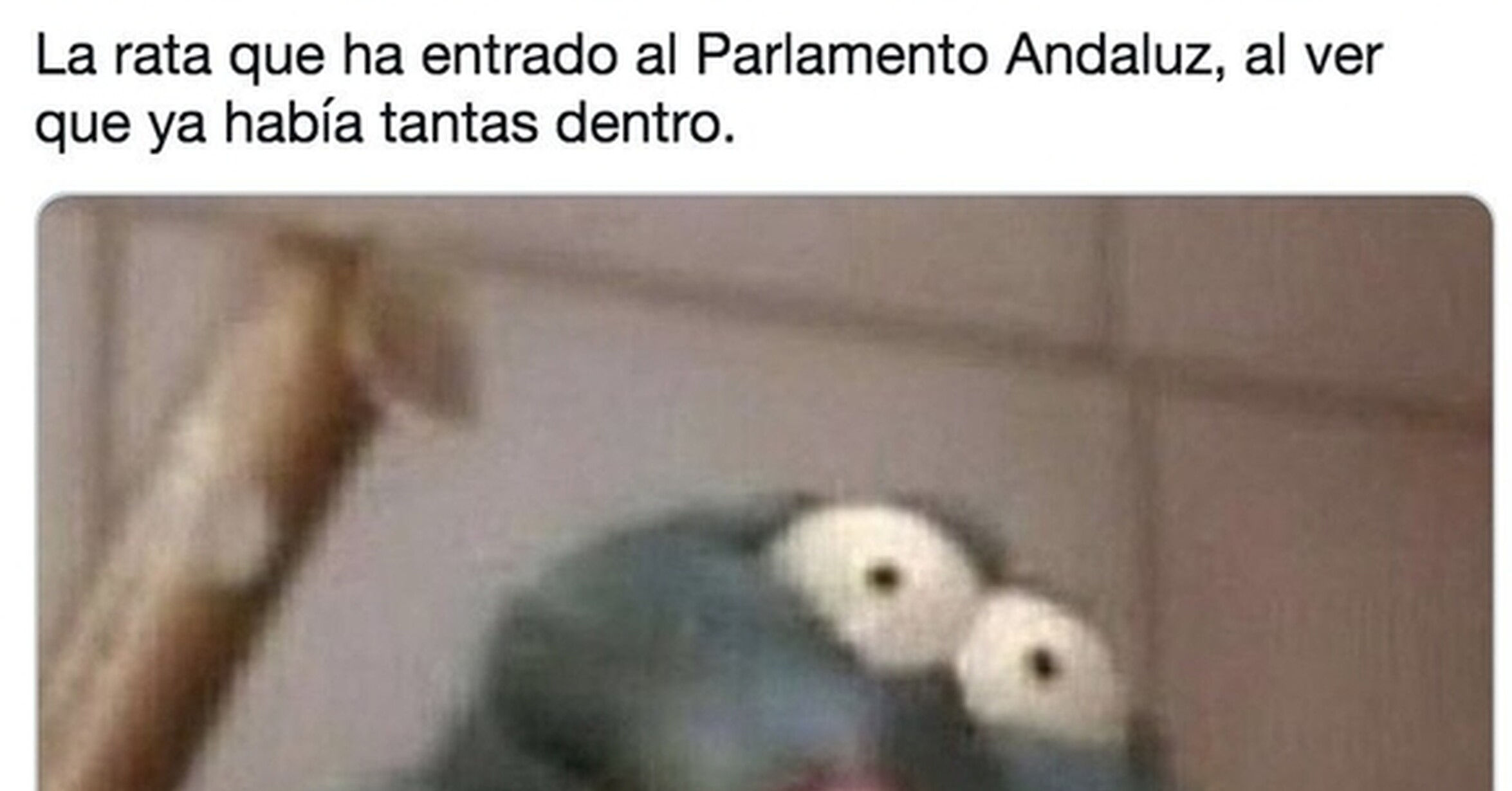 ¡Cuánta razón! / Los mejores memes de la rata que ha irrumpido en el ...