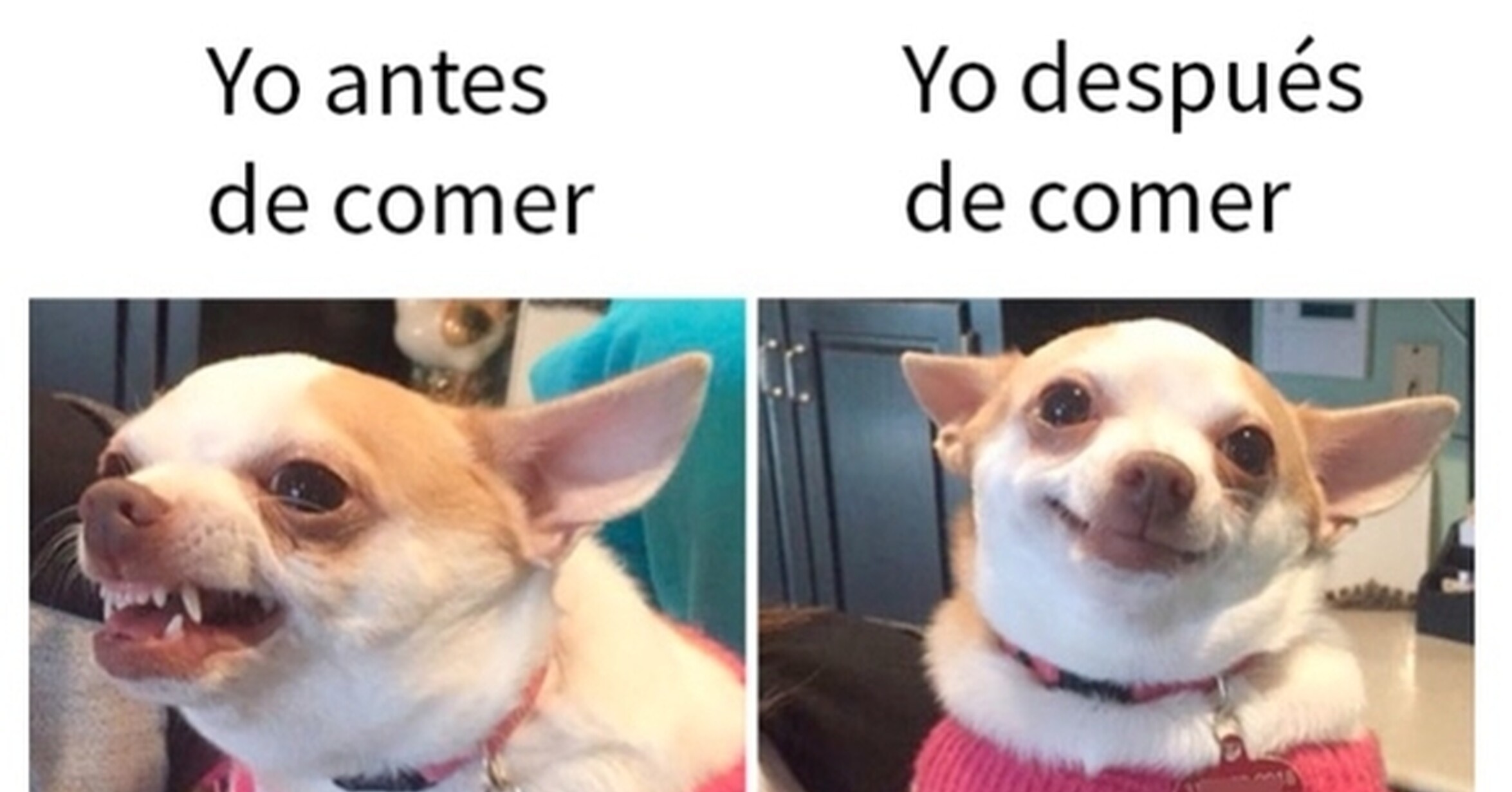 ¡Cuánta razón! / Geniales memes relacionados con la comida