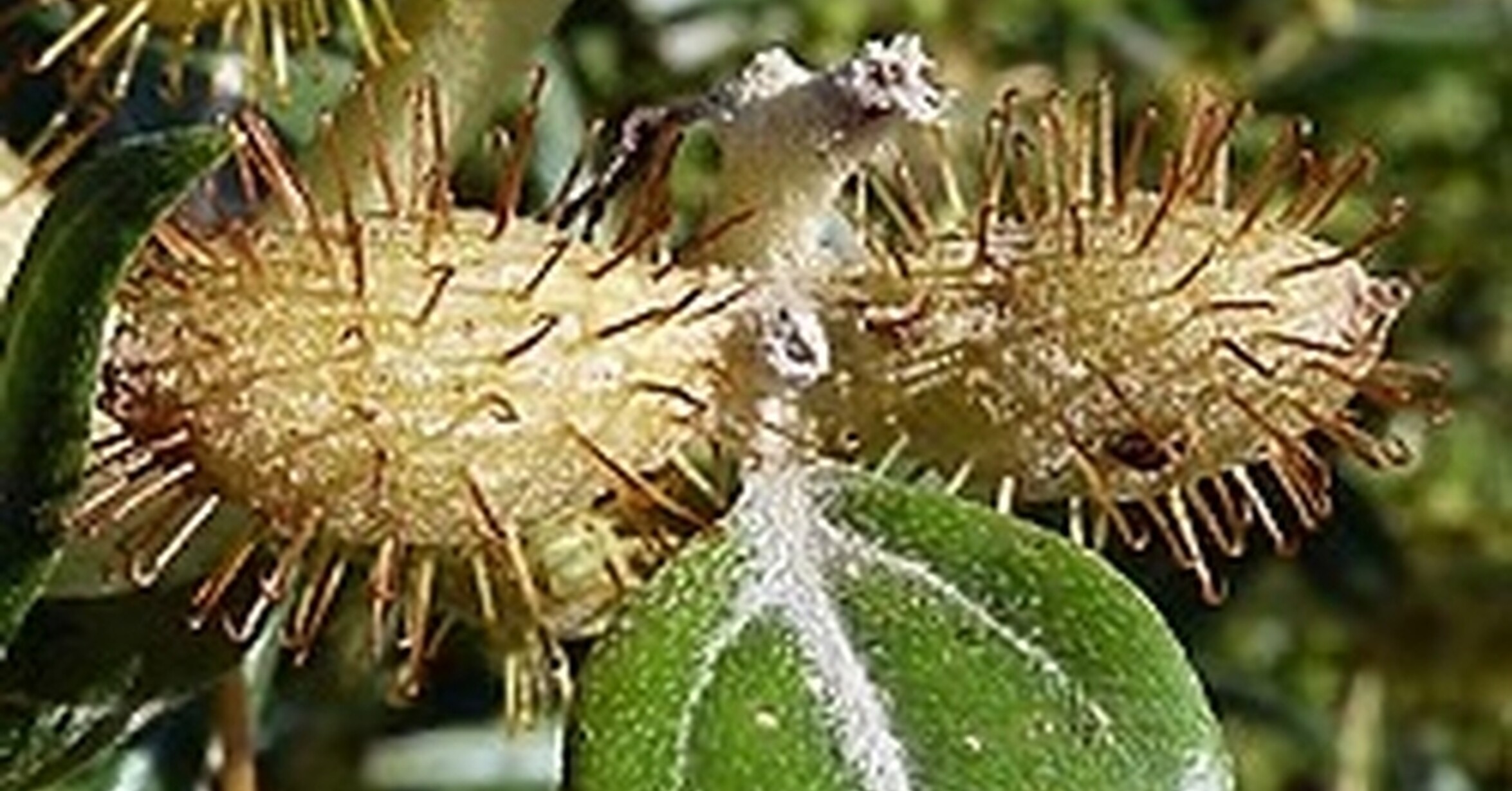 El velcro de la naturaleza