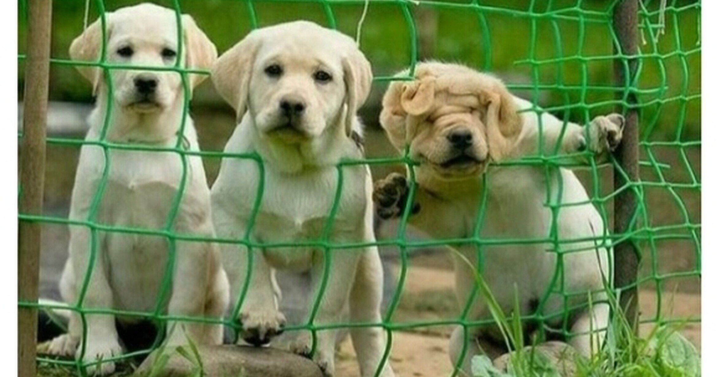 ¡Cuánta razón! / Perros haciendo el tonto frente a las cámaras