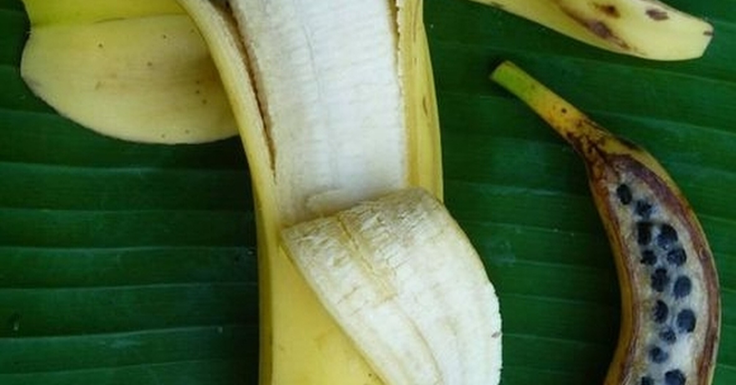 ¡Cuánta razón! / Los plátanos originales