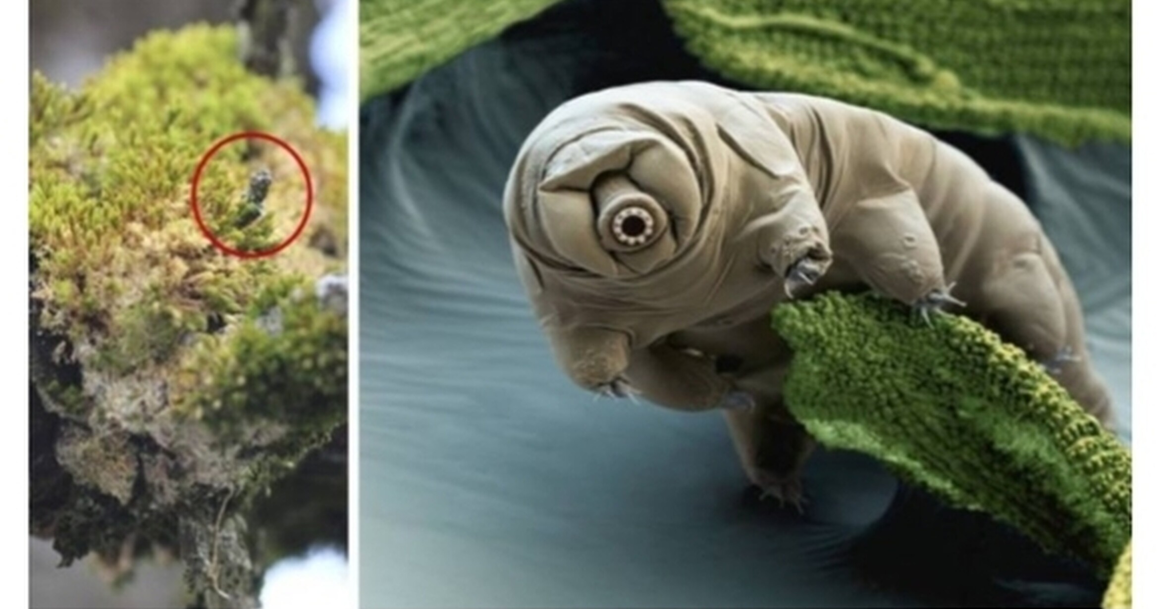 ¡Cuánta razón! / Curiosidades sobre los tardígrados