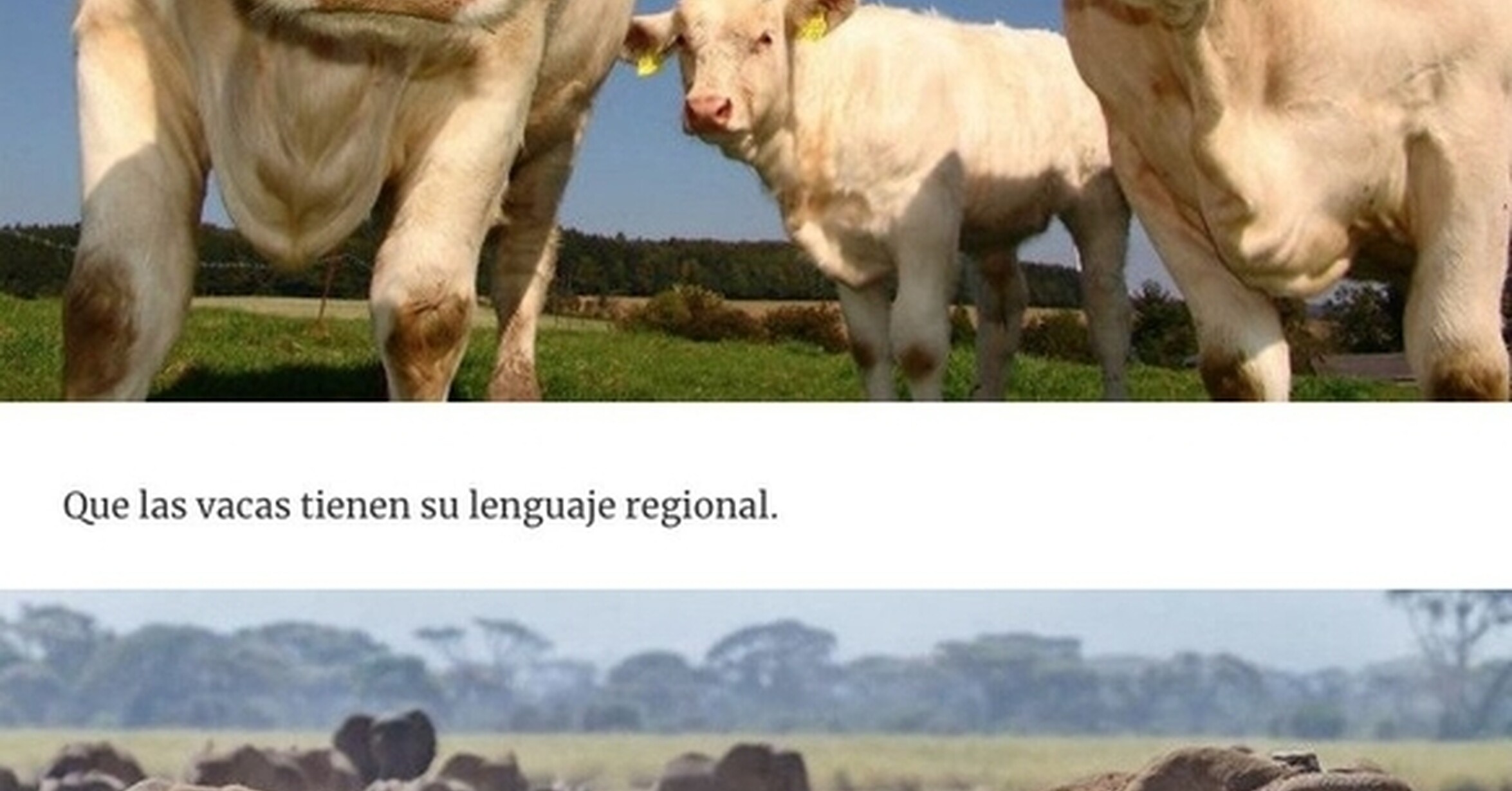 ¡Cuánta razón! / Datos random y desconocidos de animales que ...