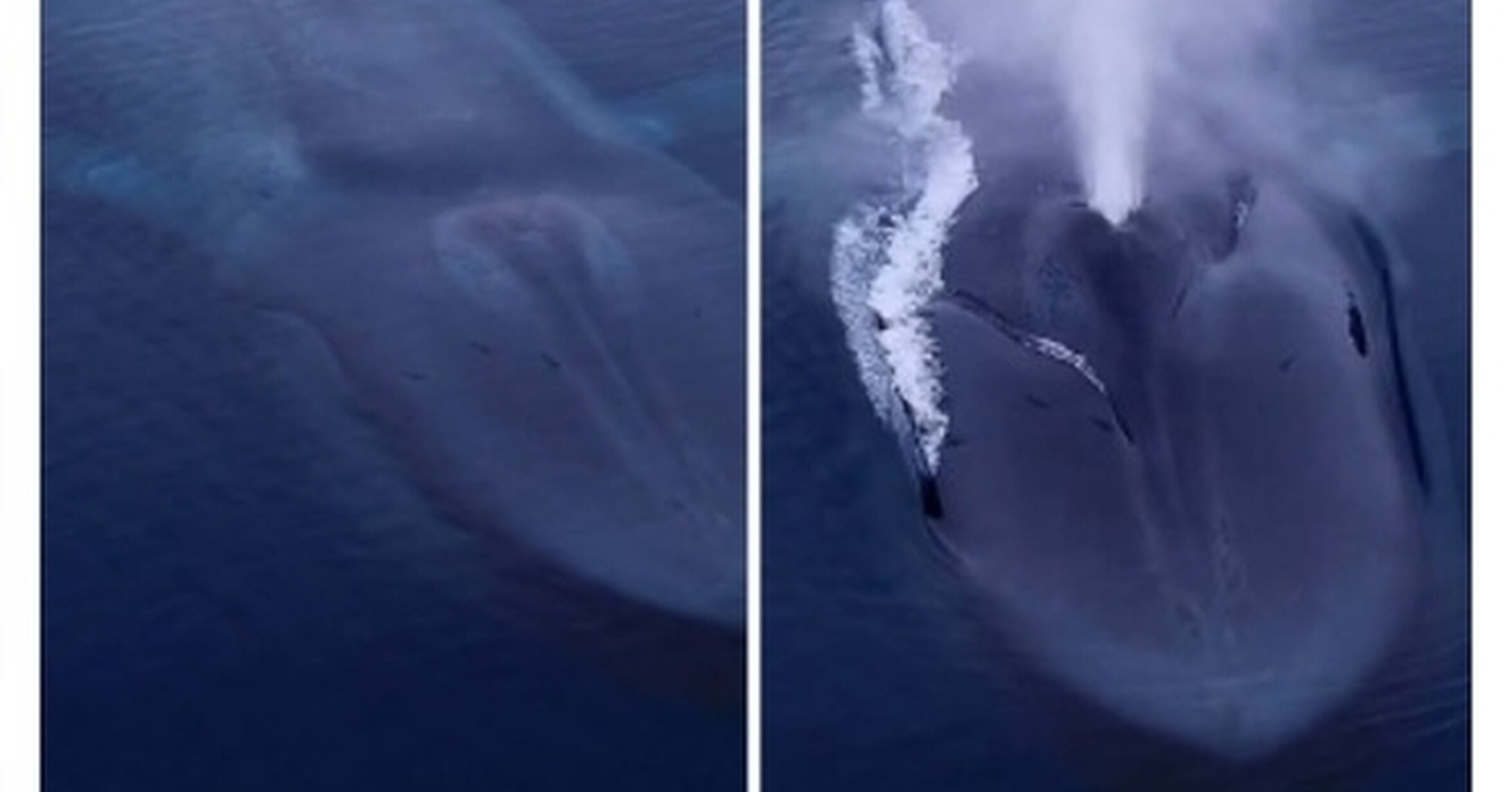 ¡Cuánta razón! / Fotos de cosas enormes que asustarán a la gente con ...