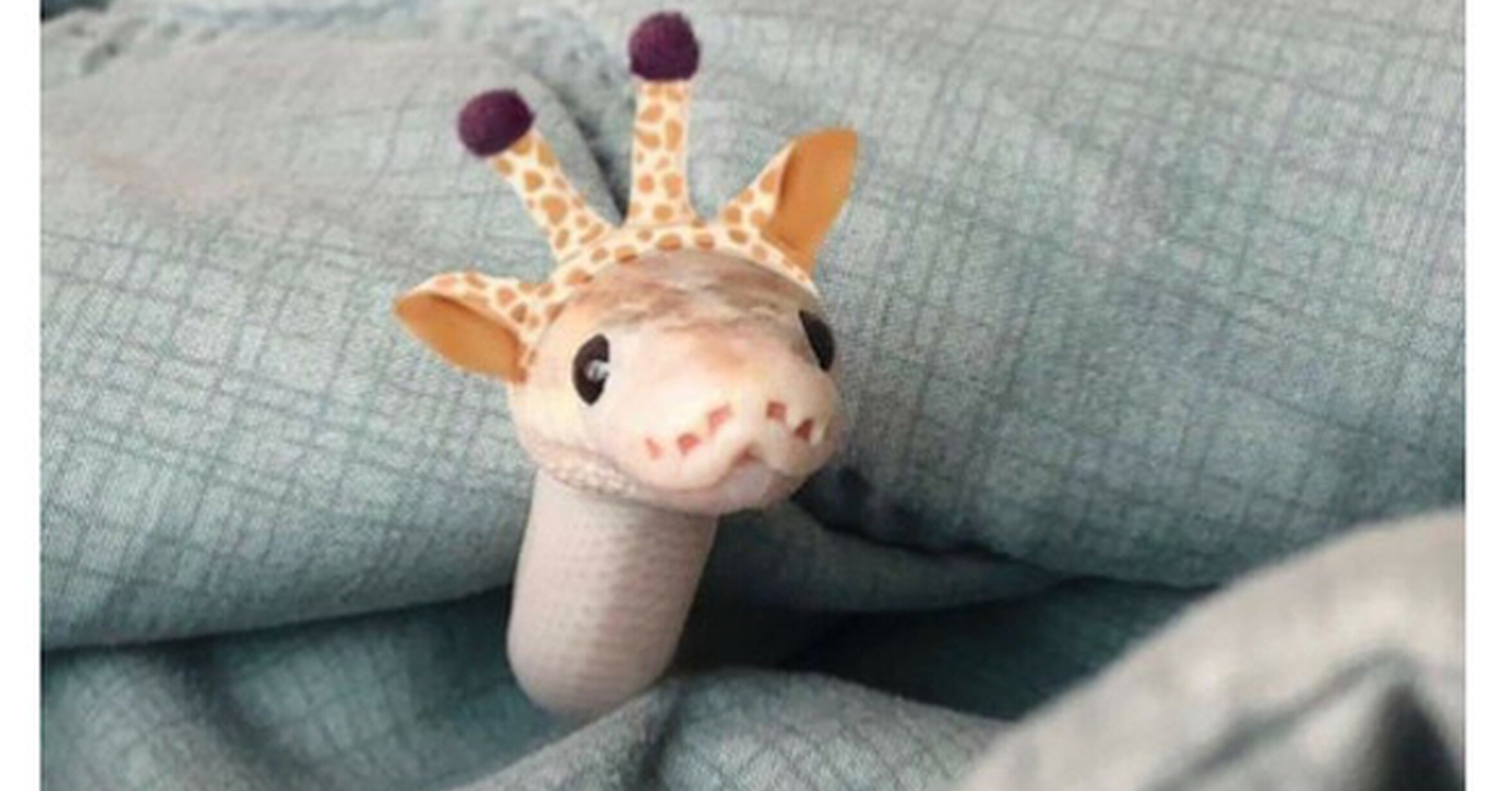 ¡Cuánta razón! / Serpientes tan adorables que son imposibles de ignorar