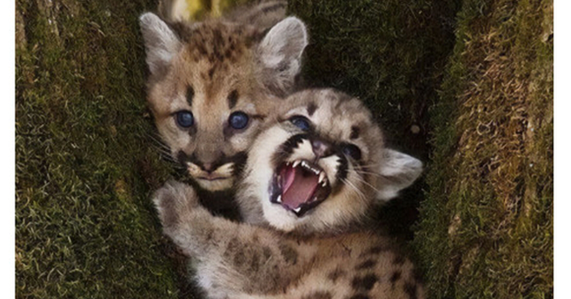 ¡Cuánta razón! / Animales salvajes que son peligrosamente tiernos